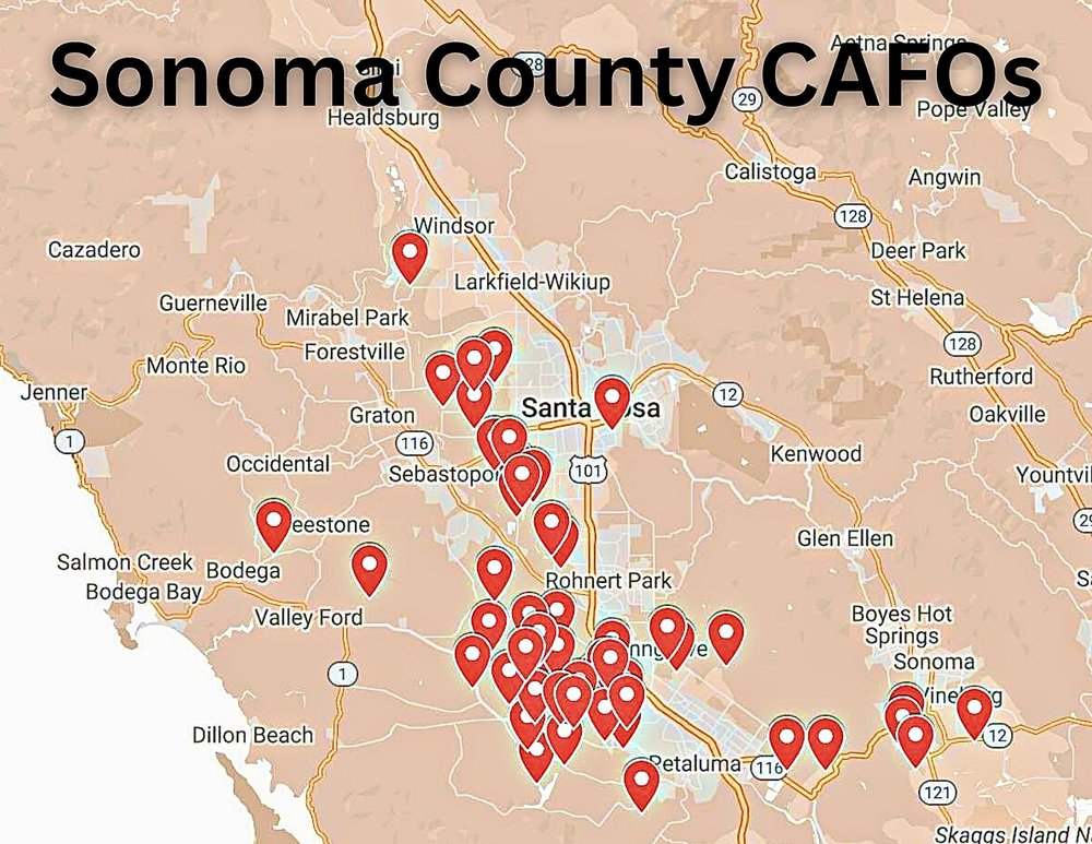 The CAFOs — Coalition to End Factory Farming