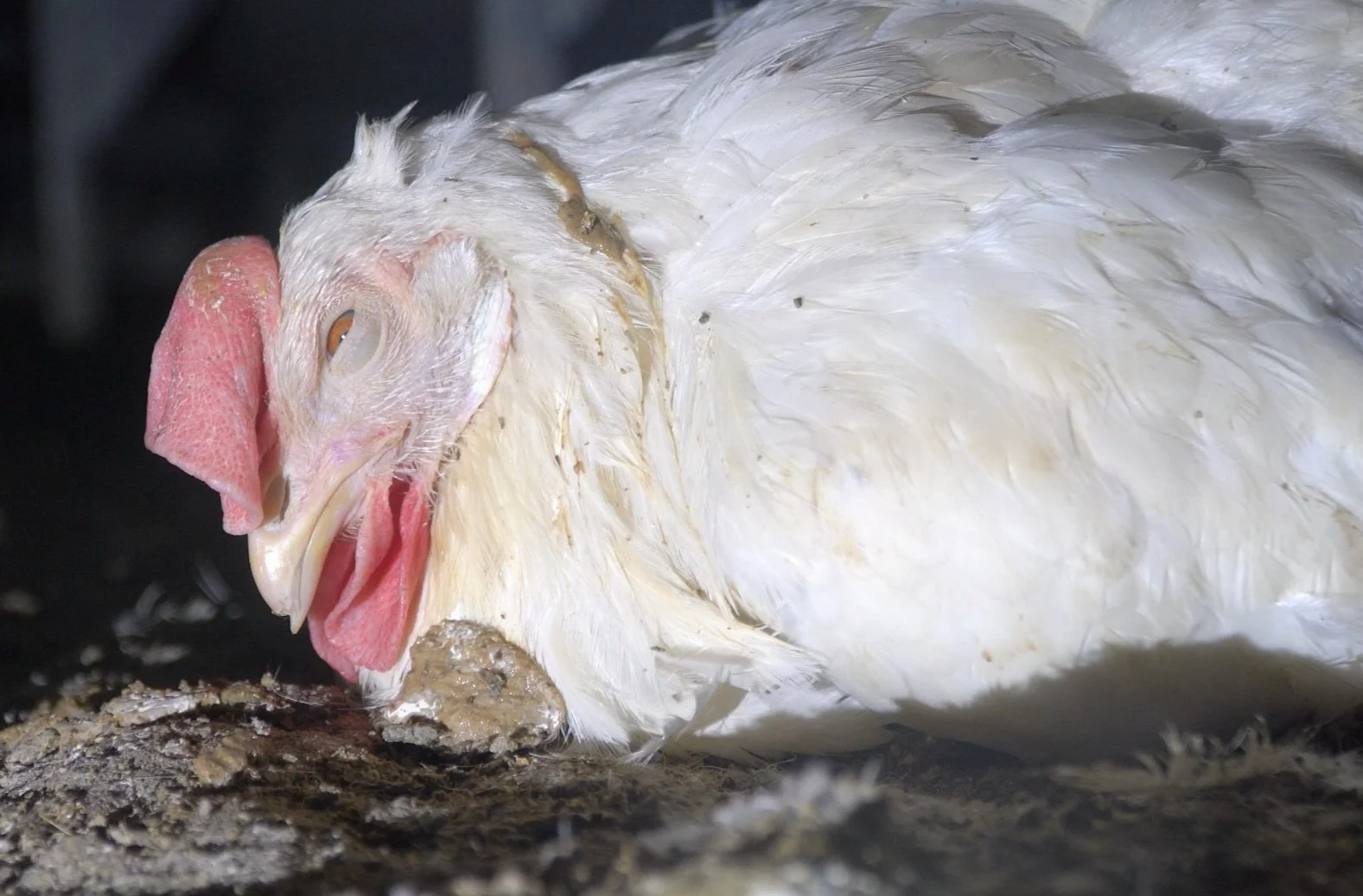 Yes on Measure J | End Factory Farming in Sonoma County