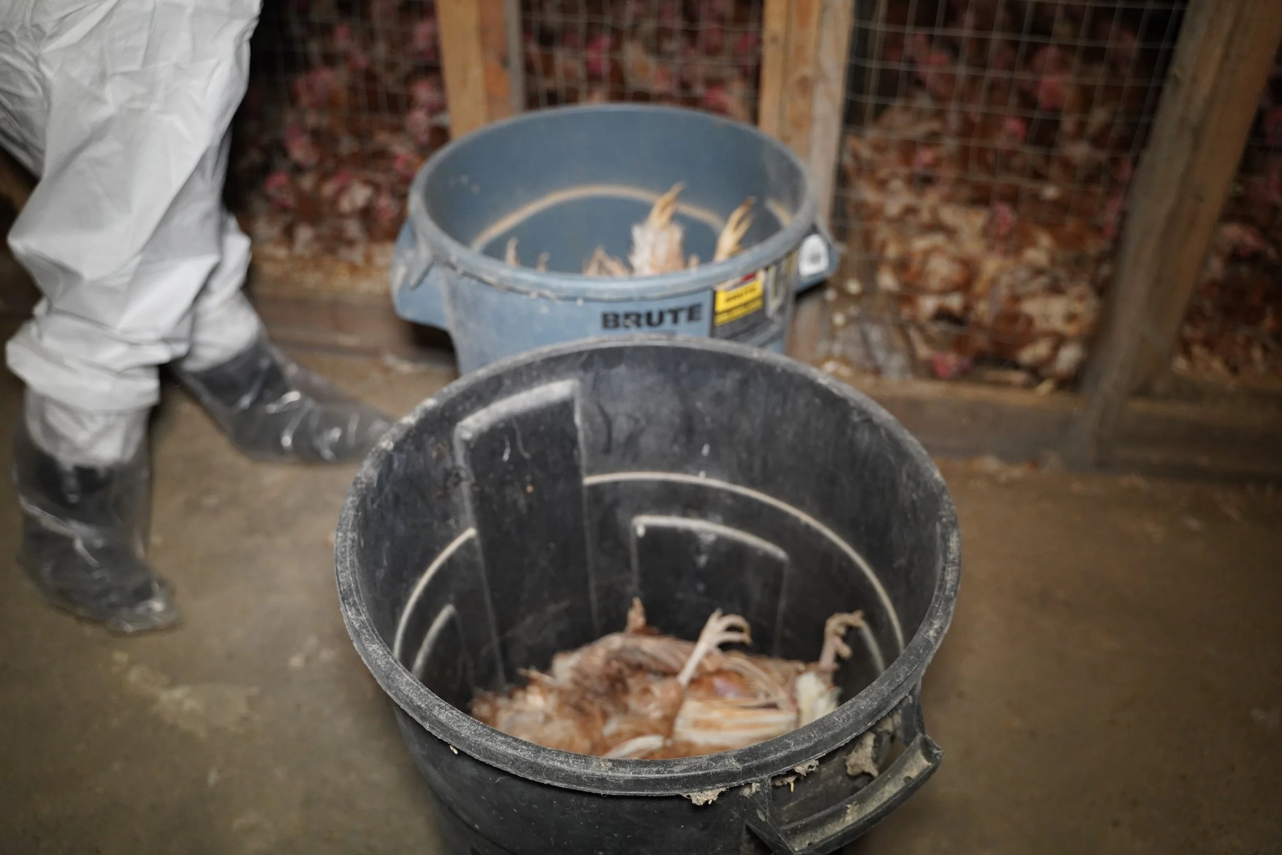 The CAFOs — Yes on Measure J