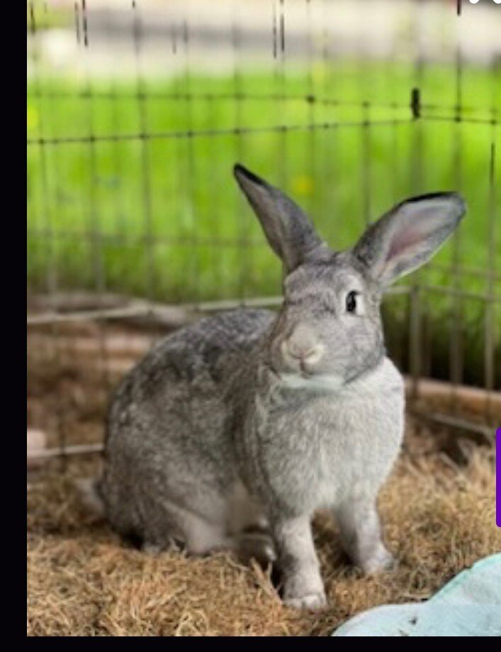 Special Bunny Rabbit Rescue