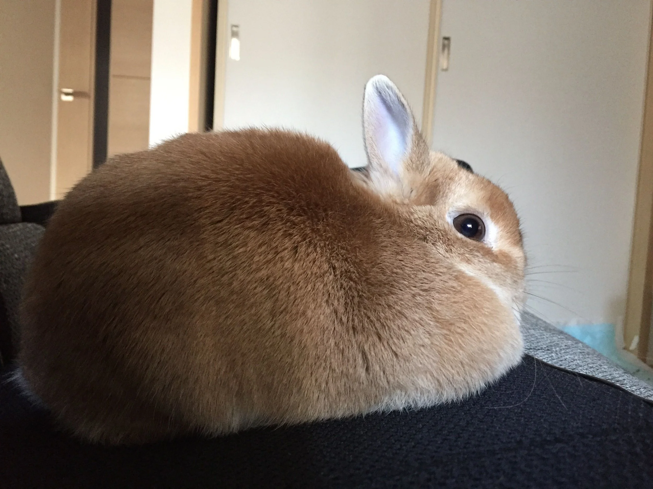 Bunny Rabbit Health & Special Needs — Special Bunny Rabbit Rescue