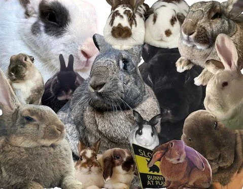 Special Bunny Rabbit Rescue