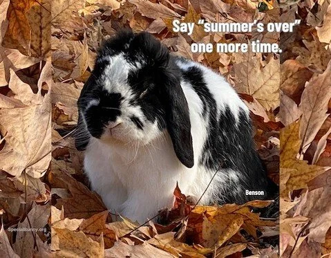 Special Bunny Rabbit Rescue