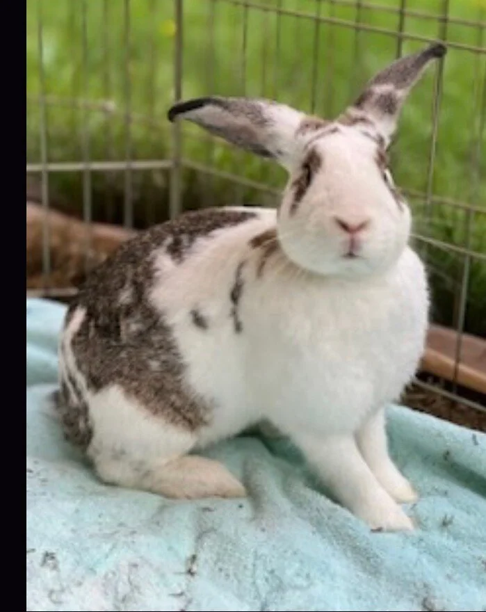 Special Bunny Rabbit Rescue