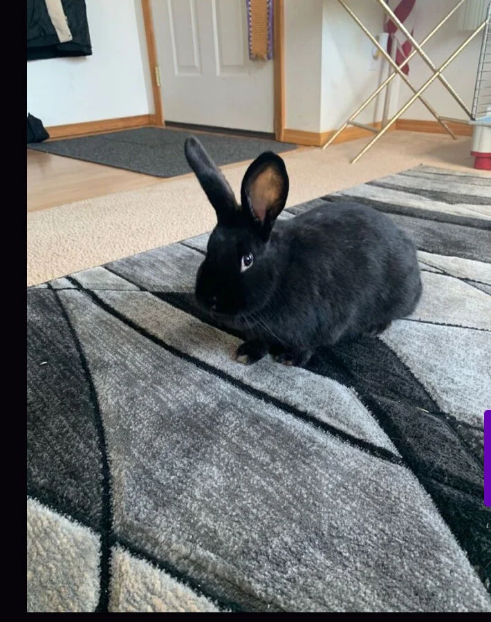 Special Bunny Rabbit Rescue