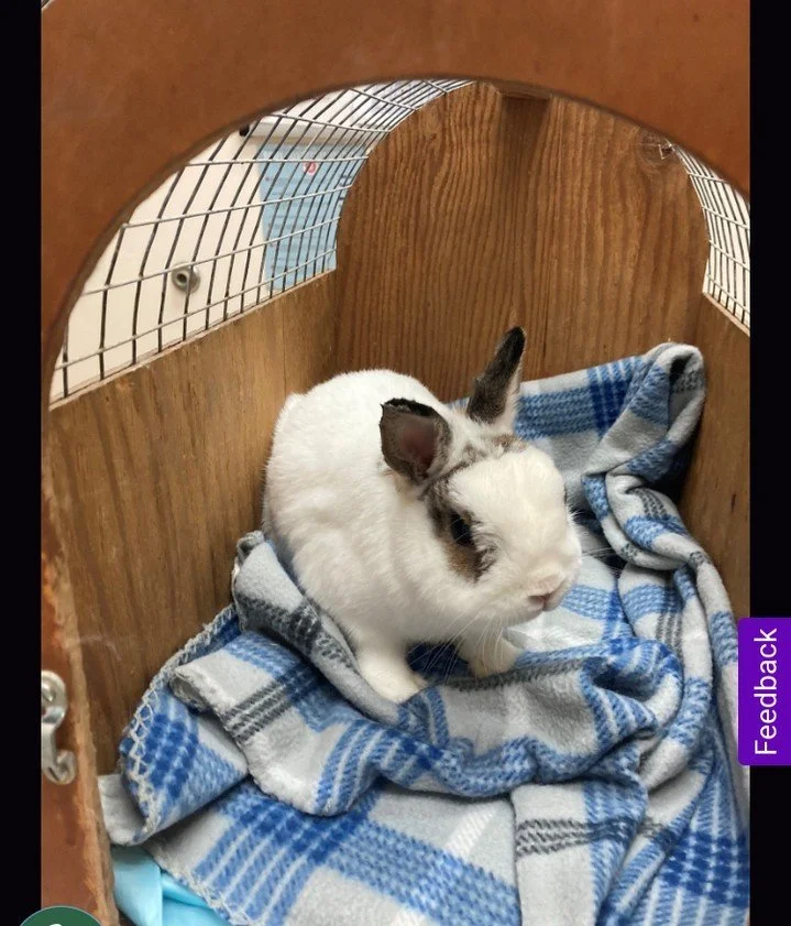 Special Bunny Rabbit Rescue