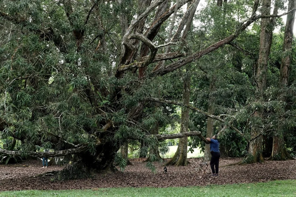 Gentle Walks | Forest Bathing Singapore | Immersive Nature Experiences