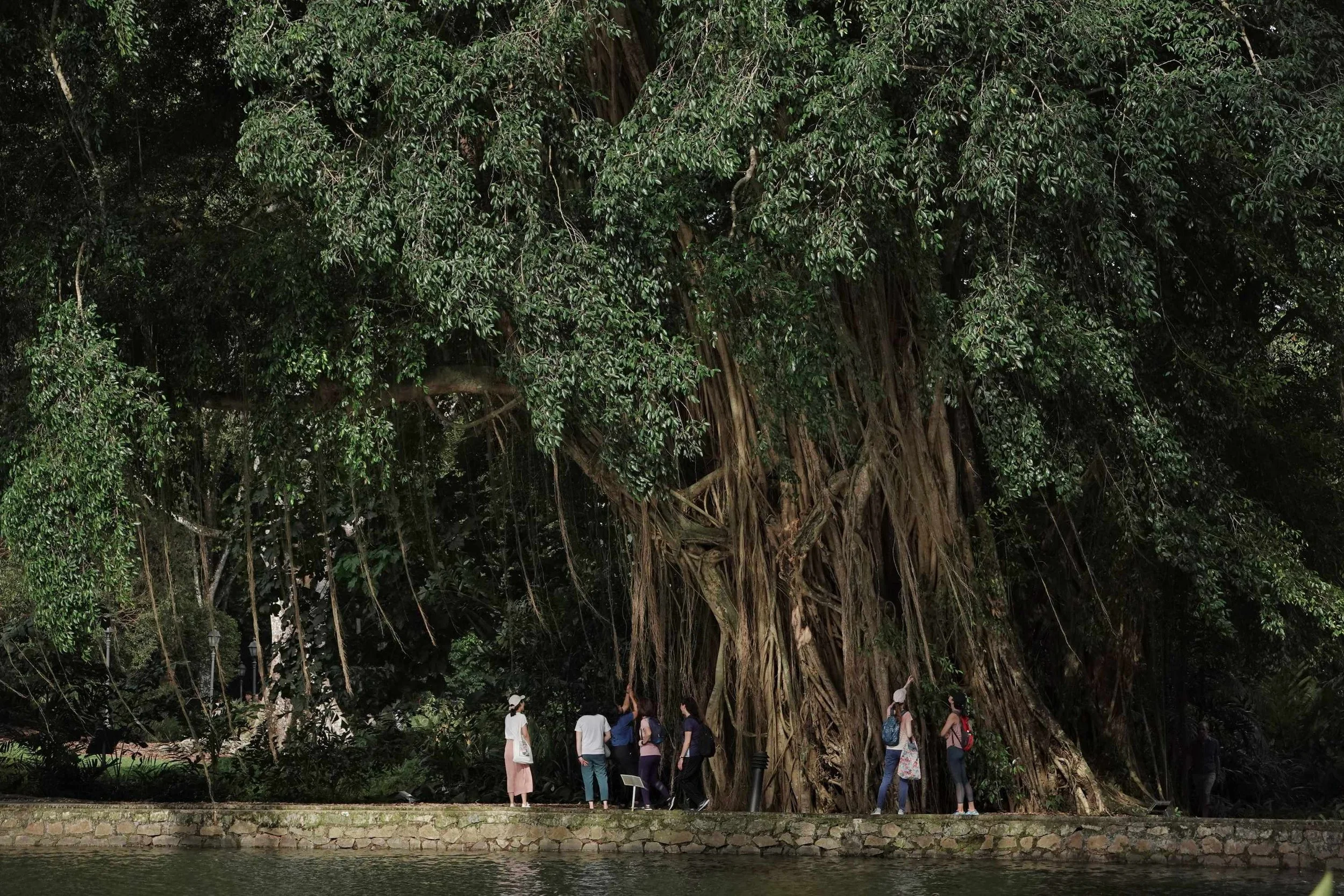 Gentle Walks | Forest Bathing Singapore | Immersive Nature Experiences