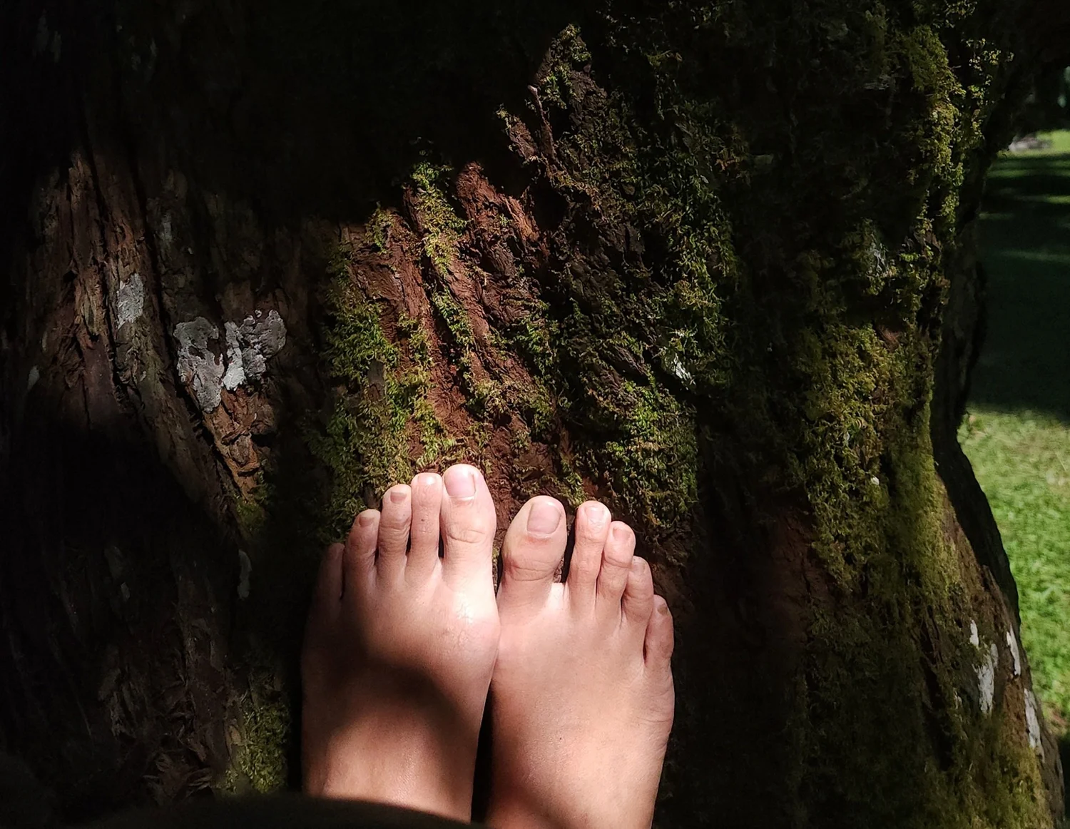 About Forest Bathing — Gentle Walks - Forest Bathing & Wellness ...
