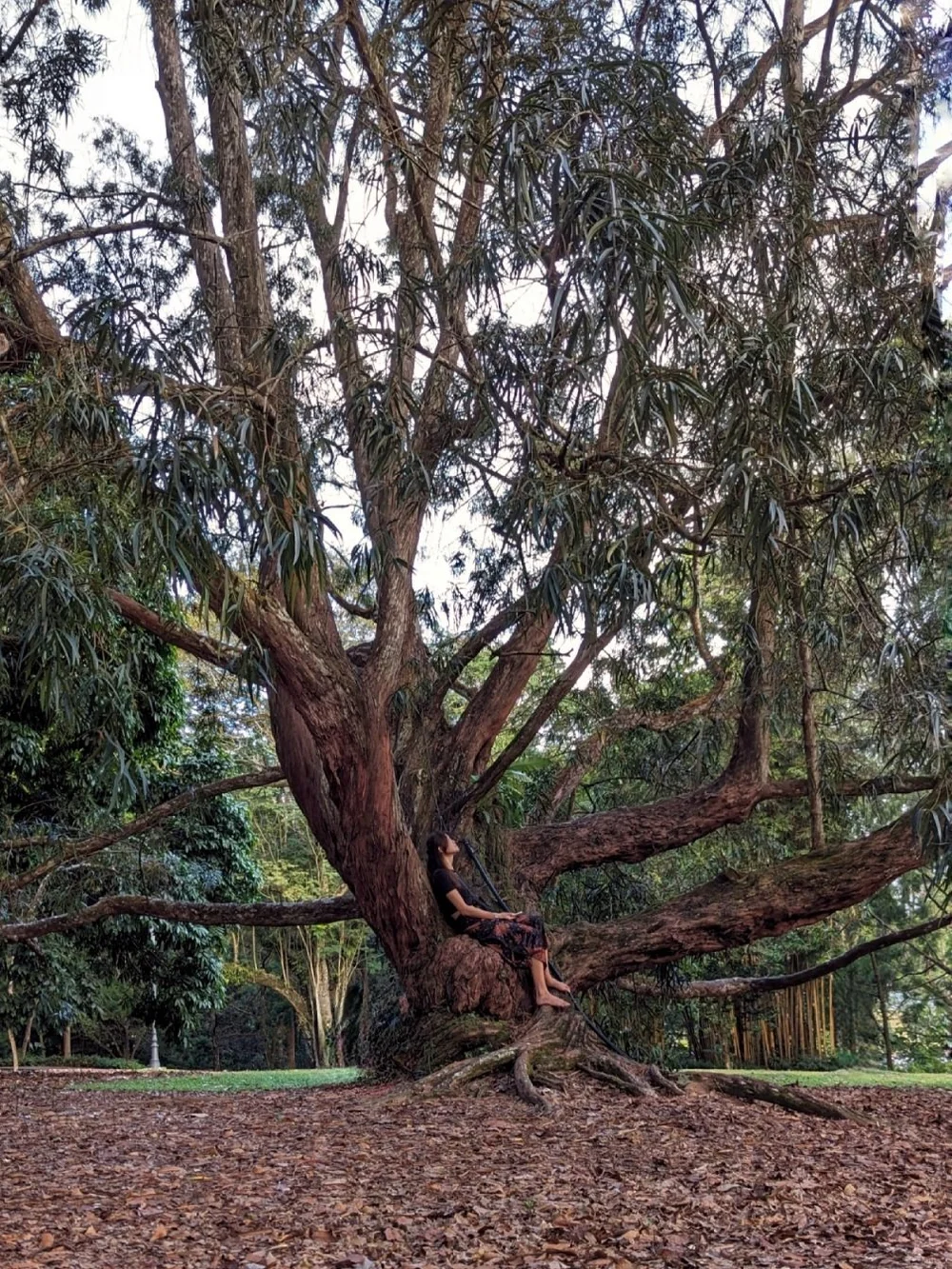 Gentle Walks | Forest Bathing Singapore | Immersive Nature Experiences