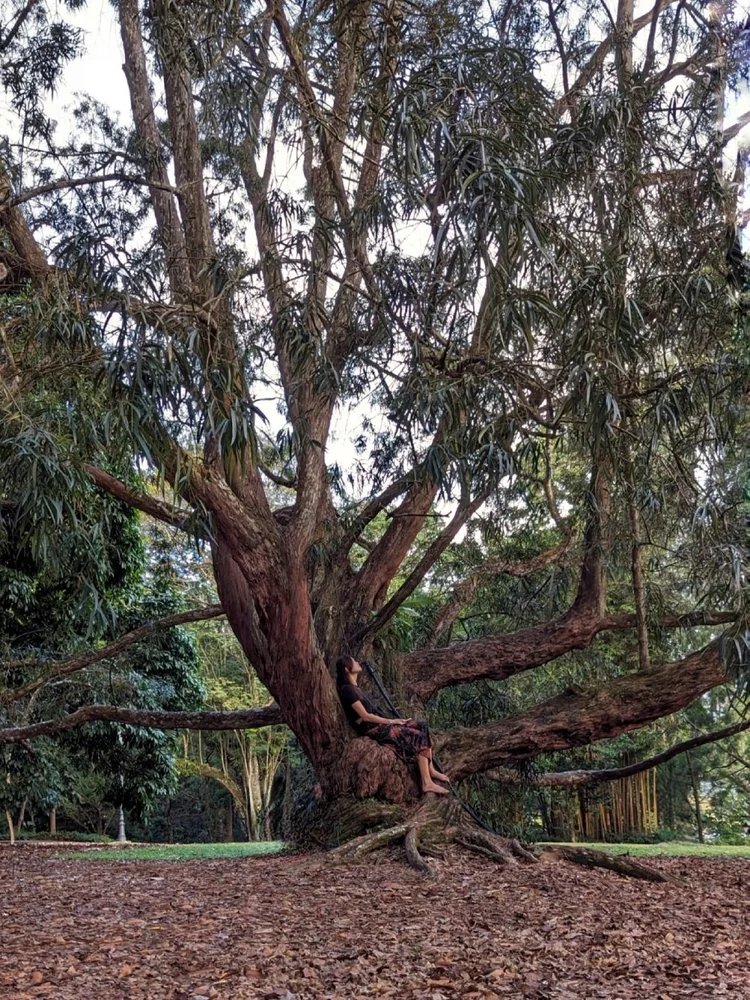 Gentle Walks | Forest Bathing Singapore | Immersive Nature Experiences