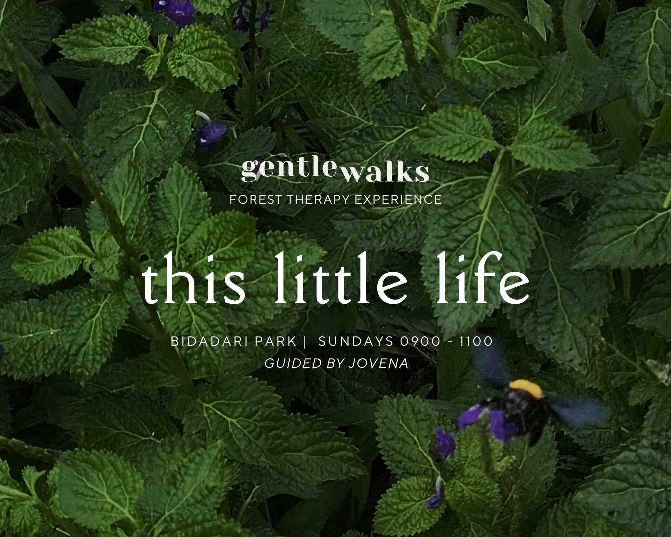 Gentle Walks | Forest Bathing Singapore | Immersive Nature Experiences