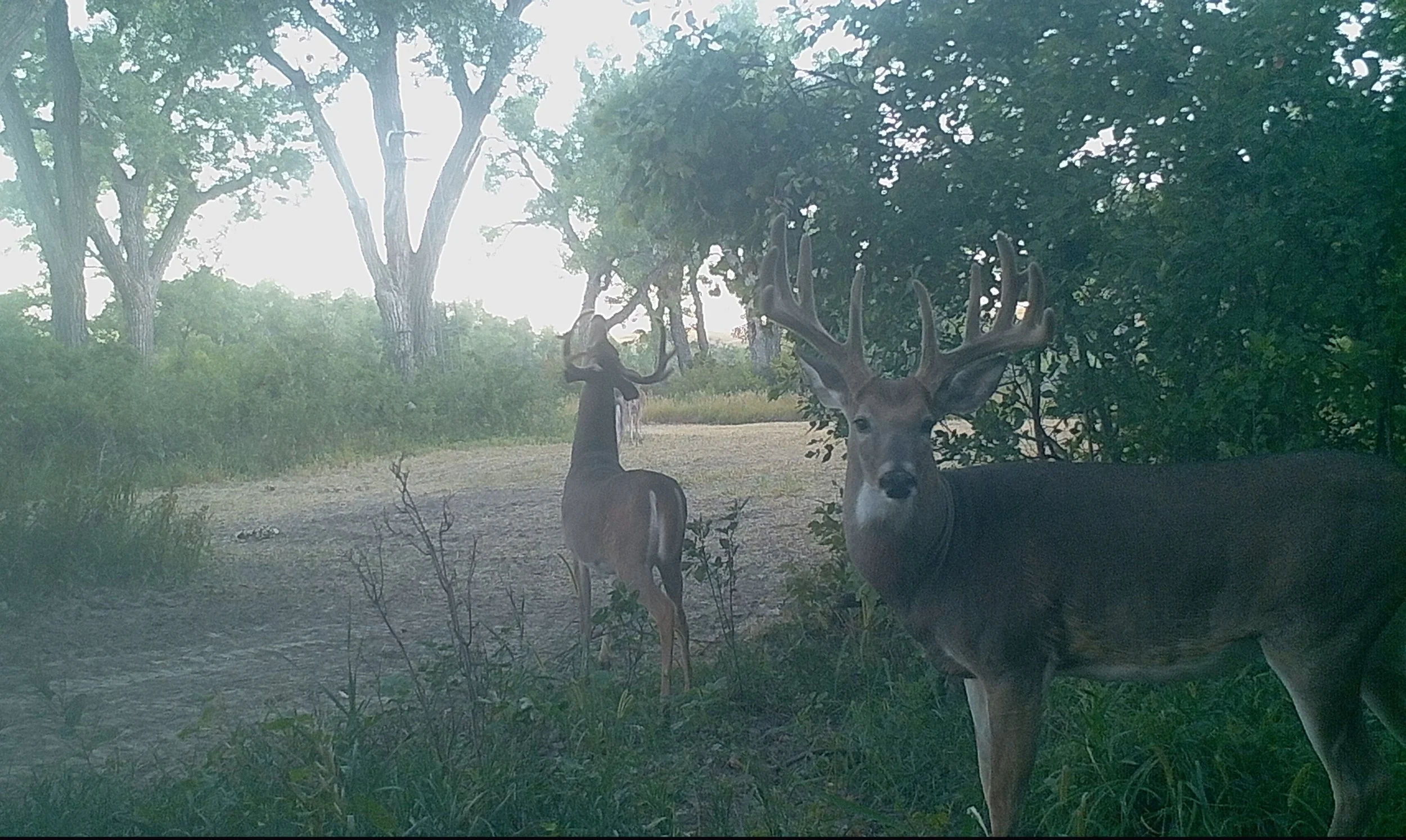 West River Whitetails