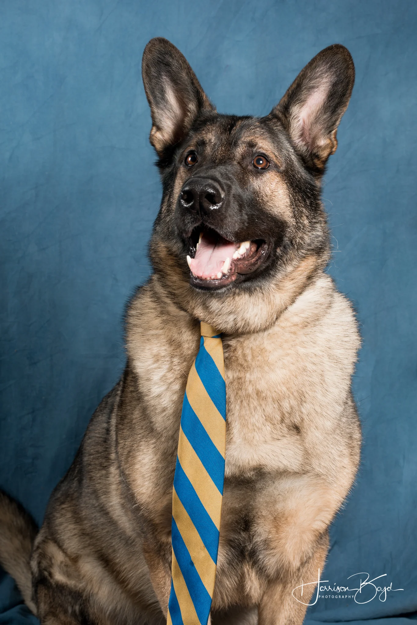 Headshot Gallery | Harrison Boyd Photography