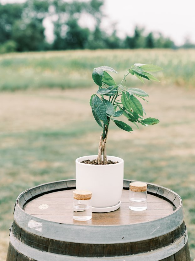 Tree Planting Wedding Ceremony: The Ultimate Guide to This Unique Unity ...
