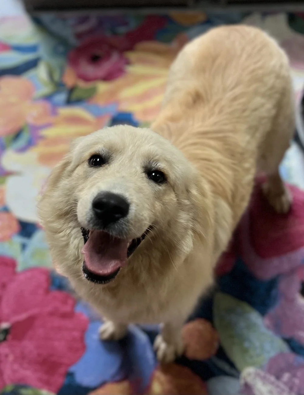Our Available Dogs — RESCUE ME GEORGIA