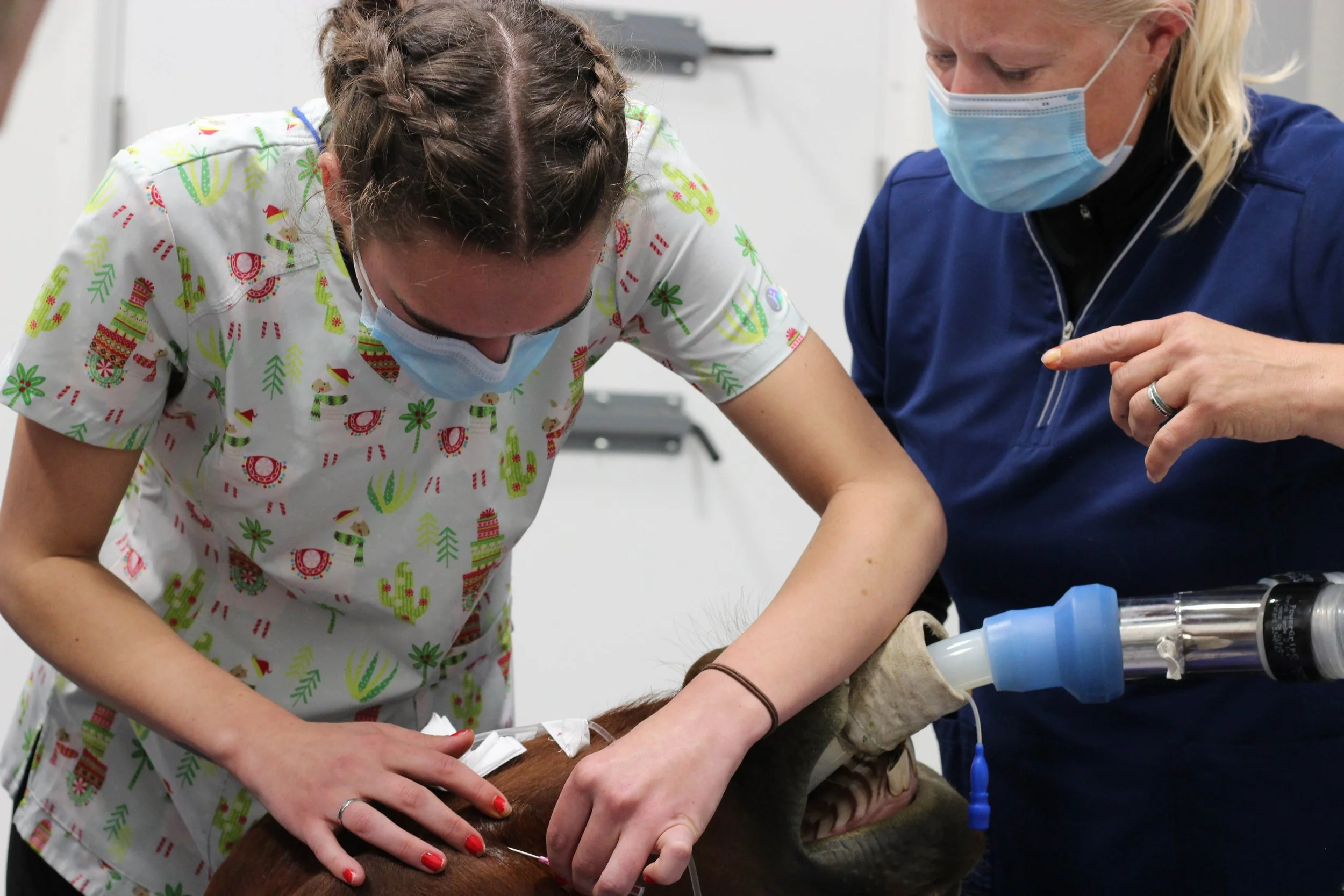 For RVT Students — Spotlight - Equine Vet Practice in Canada