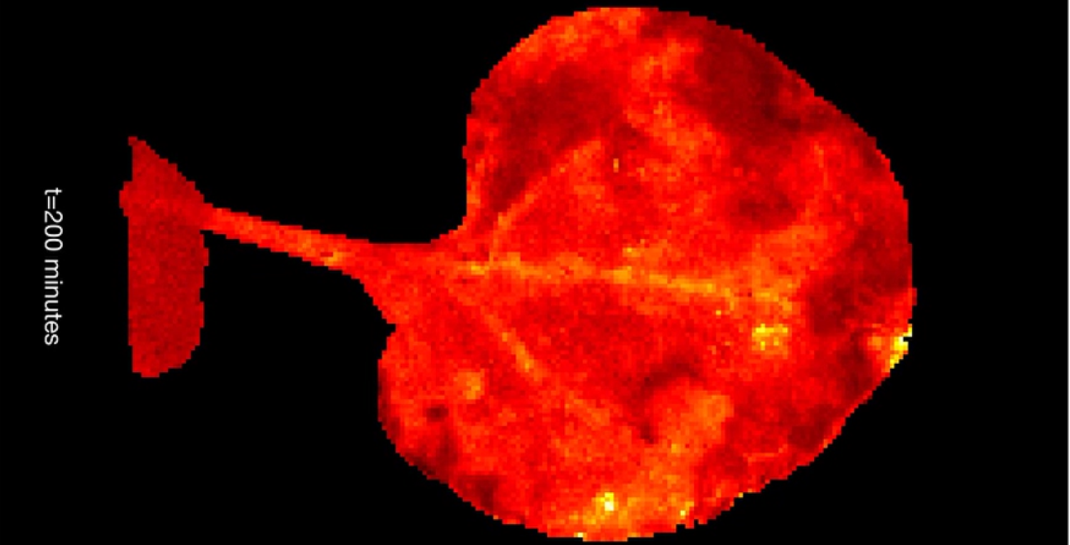 Research — StroockGroup