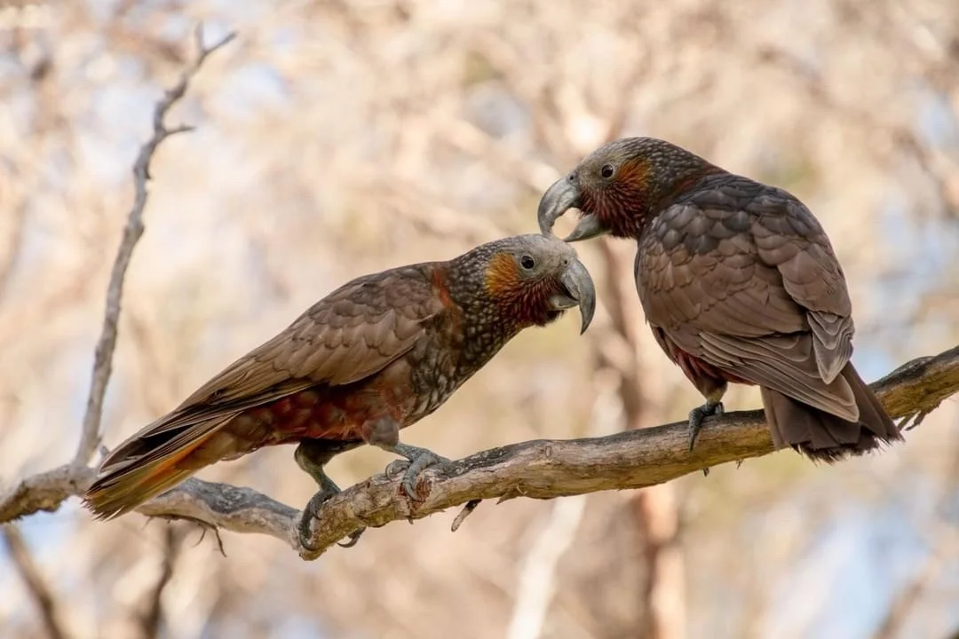 Volunteer — Cape Sanctuary