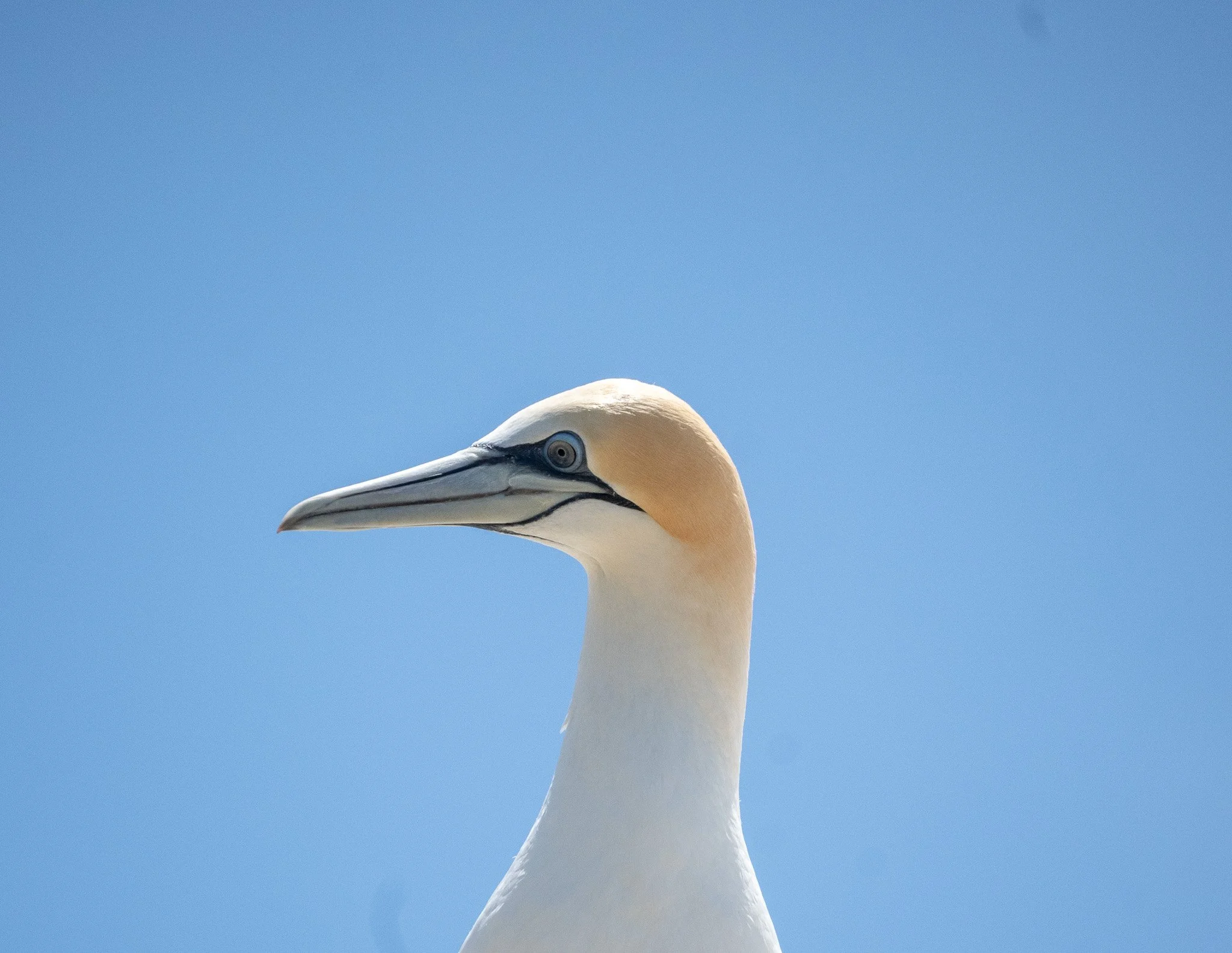 Sea Birds — Cape Sanctuary