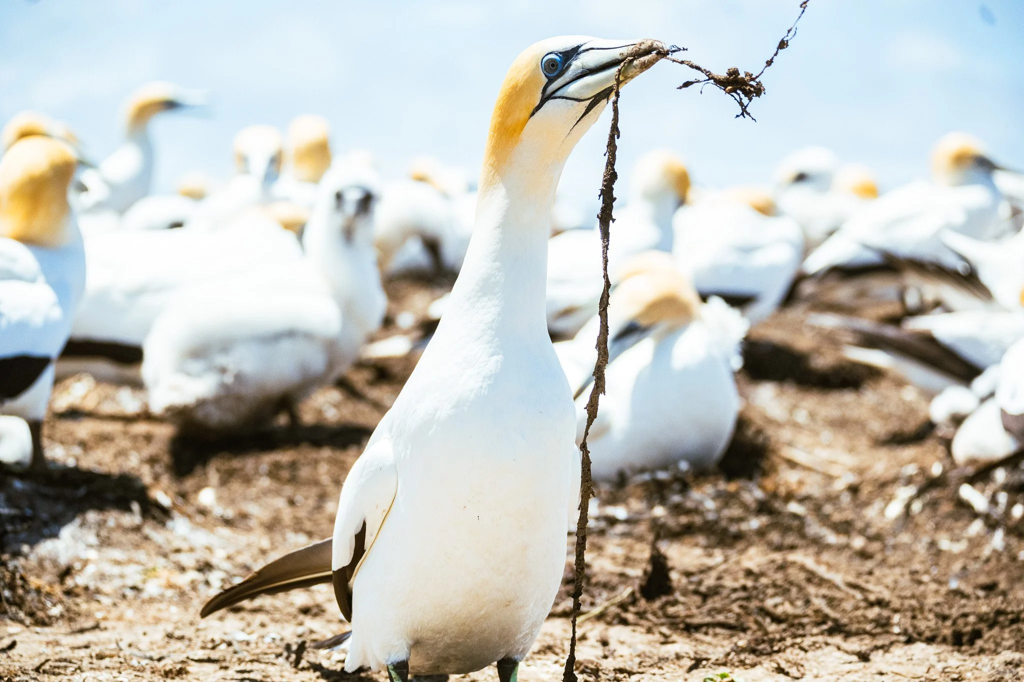 Sea Birds — Cape Sanctuary