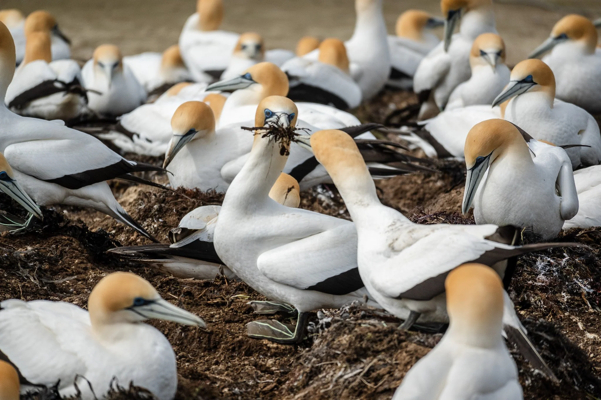 Sea Birds — Cape Sanctuary