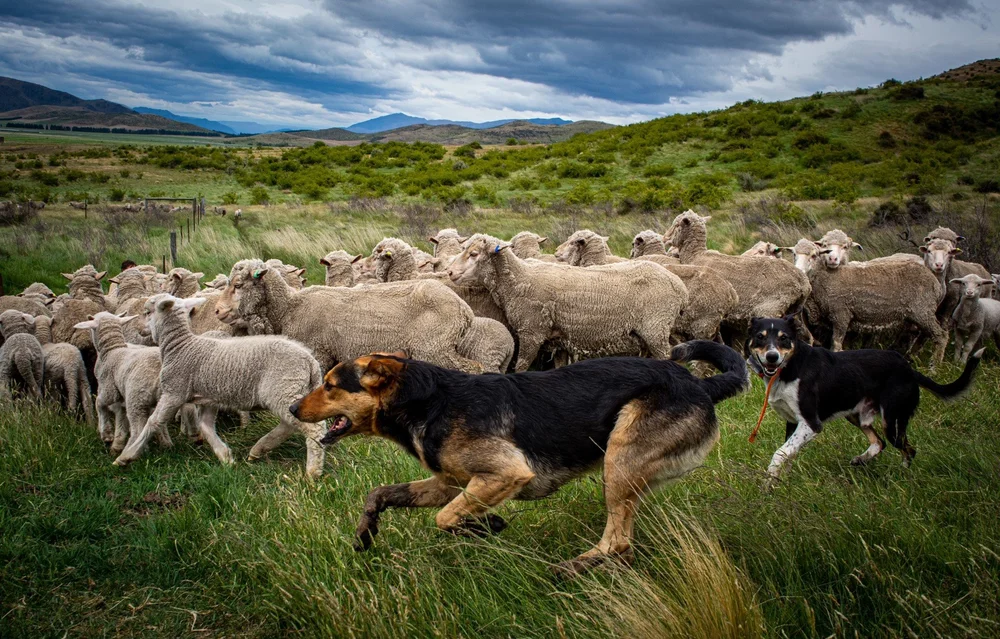 Our Vision — Cape Sanctuary