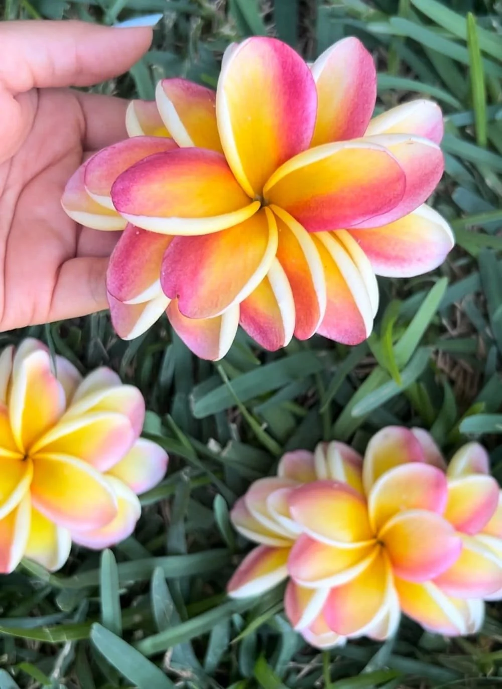 Lei in Hawaii- Meaning, Etiquette, and How to Choose the Perfect Lei ...