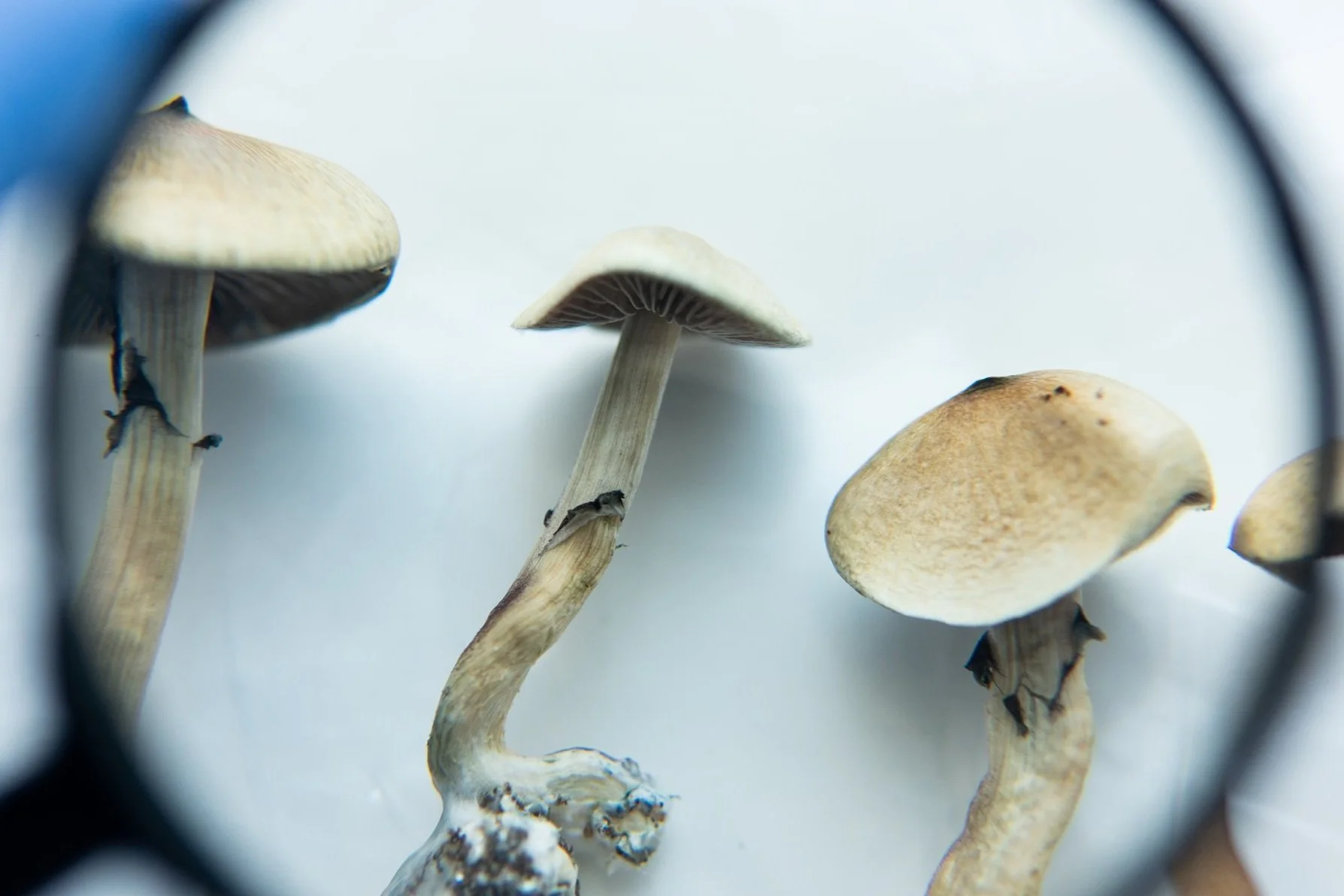 Research — ONAYA SCIENCE