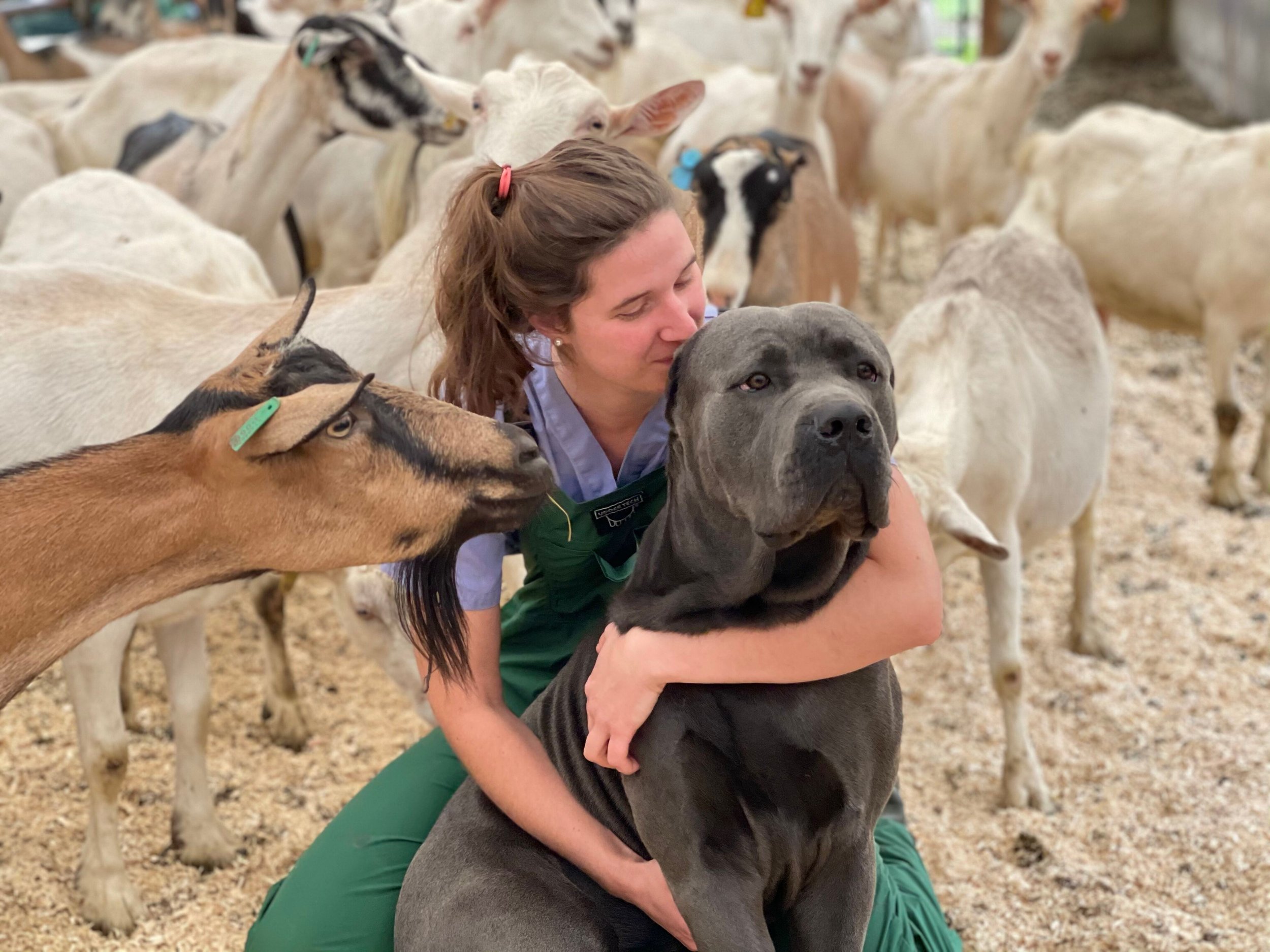 Firefly Meadow Veterinary Services