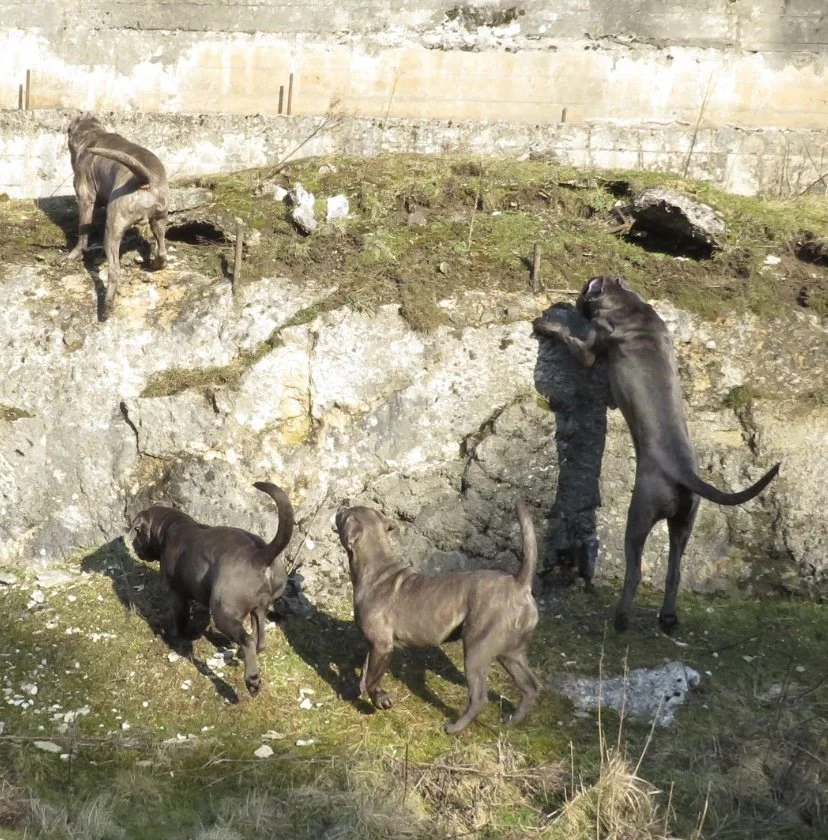 Scar House Cane Corso
