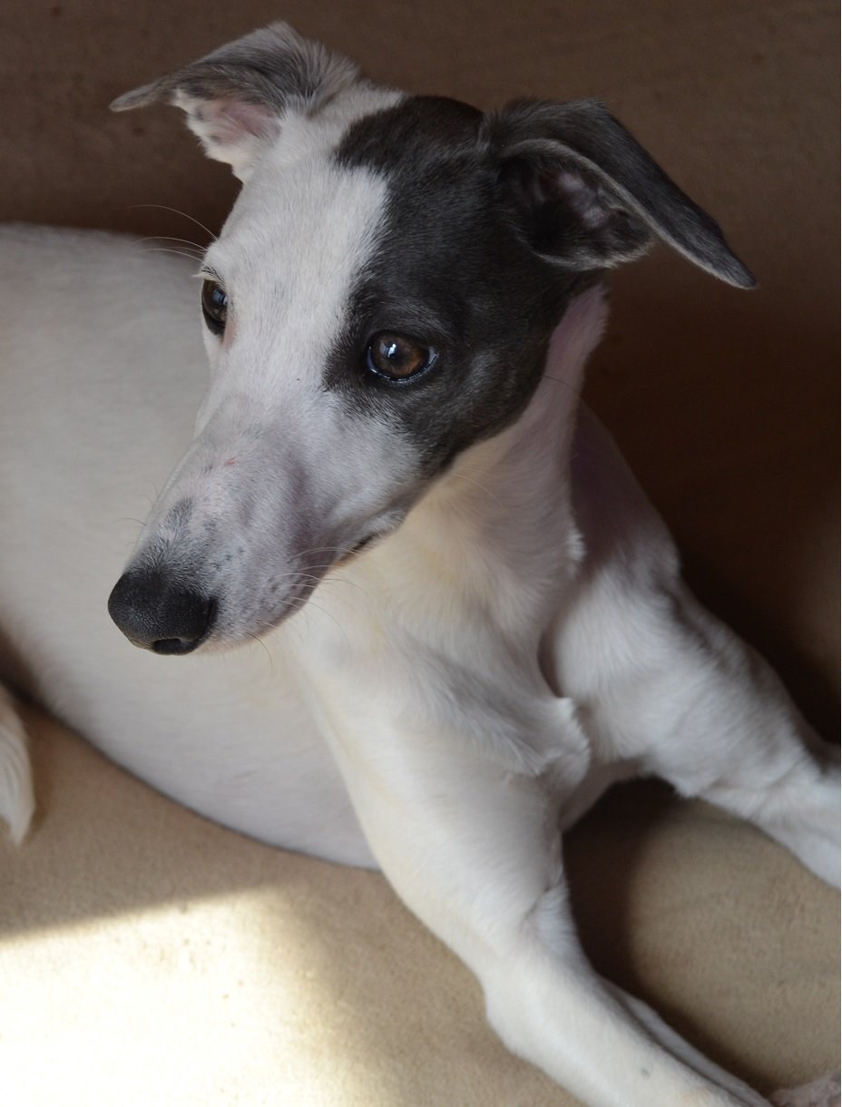 Our Girls — Horsetooth Whippets - est. 2007