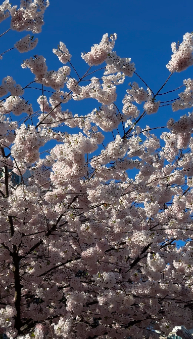 The Content Cove - Aesthetic Lifestyle Videos for Your Social Media