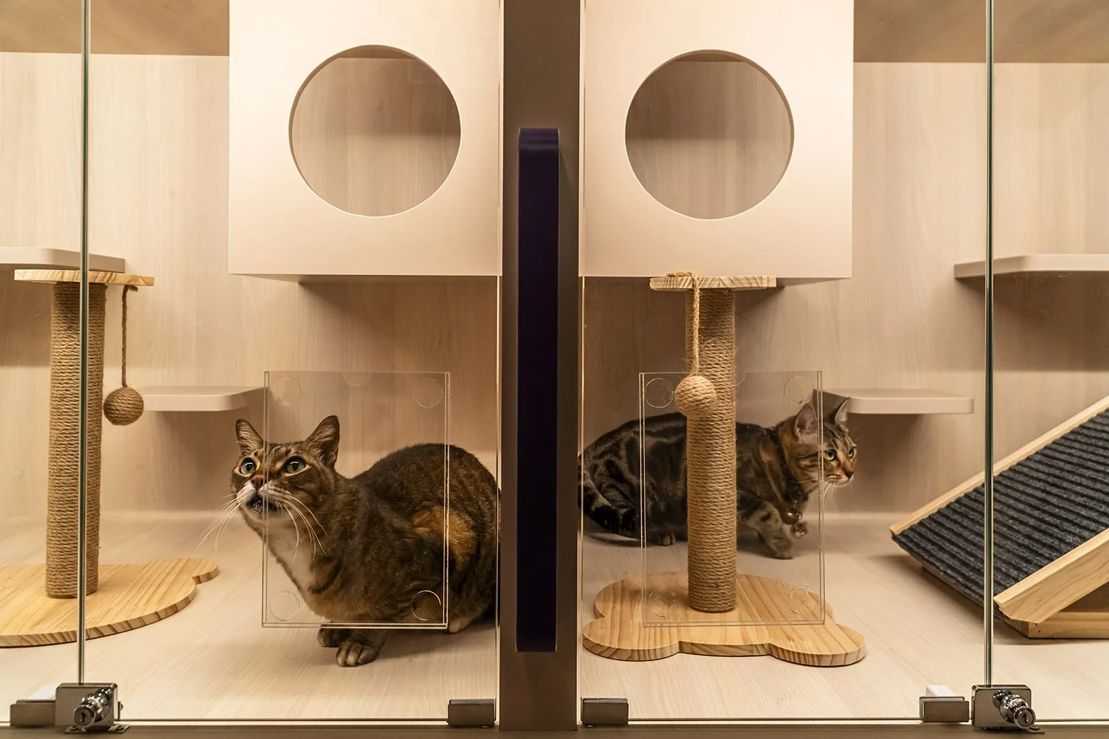 About Us — CATNAP SG