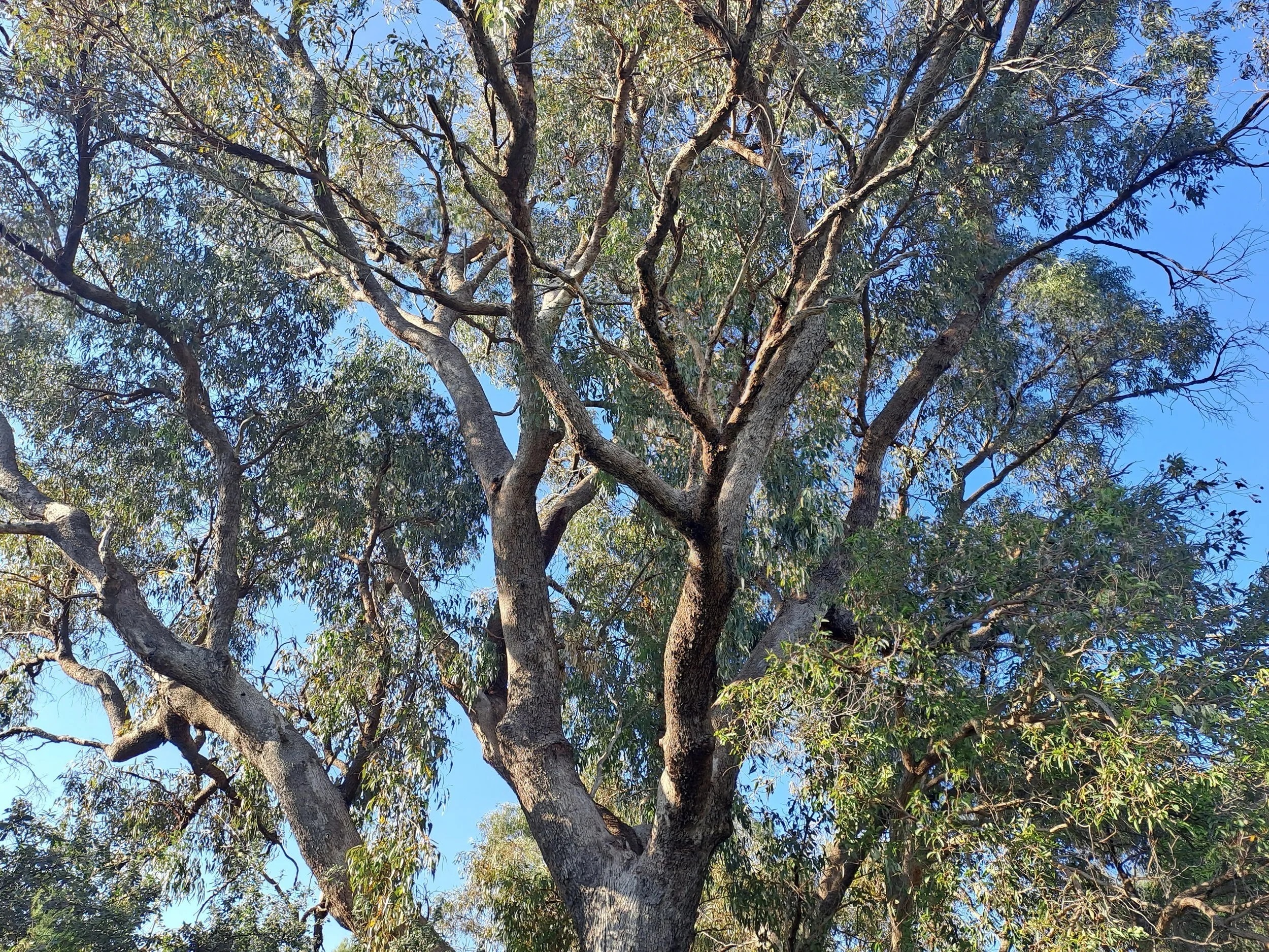 Australian Standards Tree Protection — grafted studio
