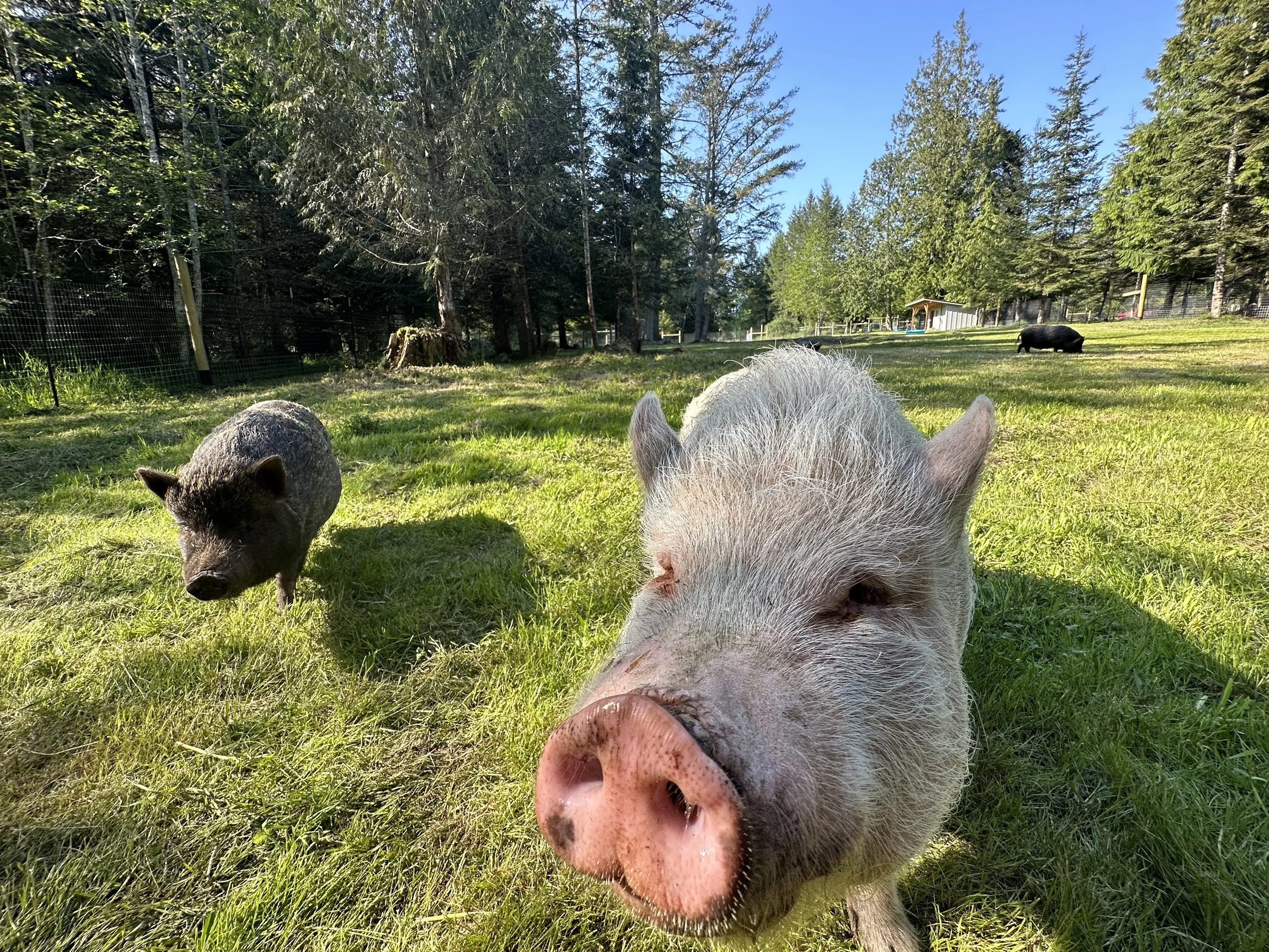 Heaven on Earth :: Animal Retirement Sanctuary