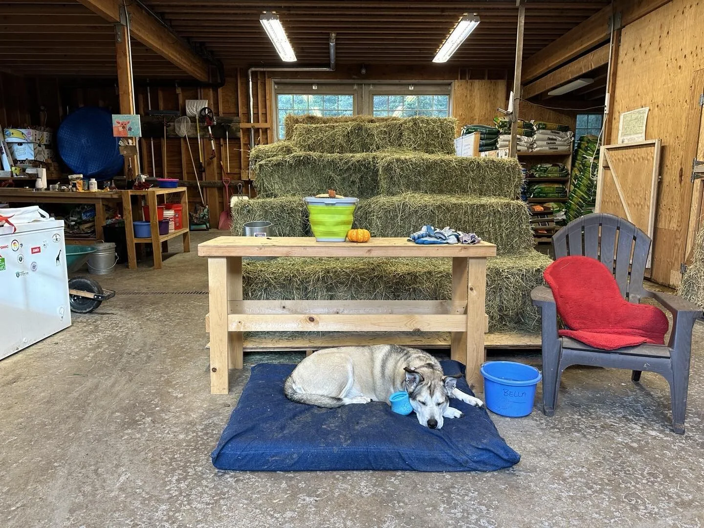 Heaven on Earth Animal Sanctuary Support — Heaven on Earth :: Animal ...