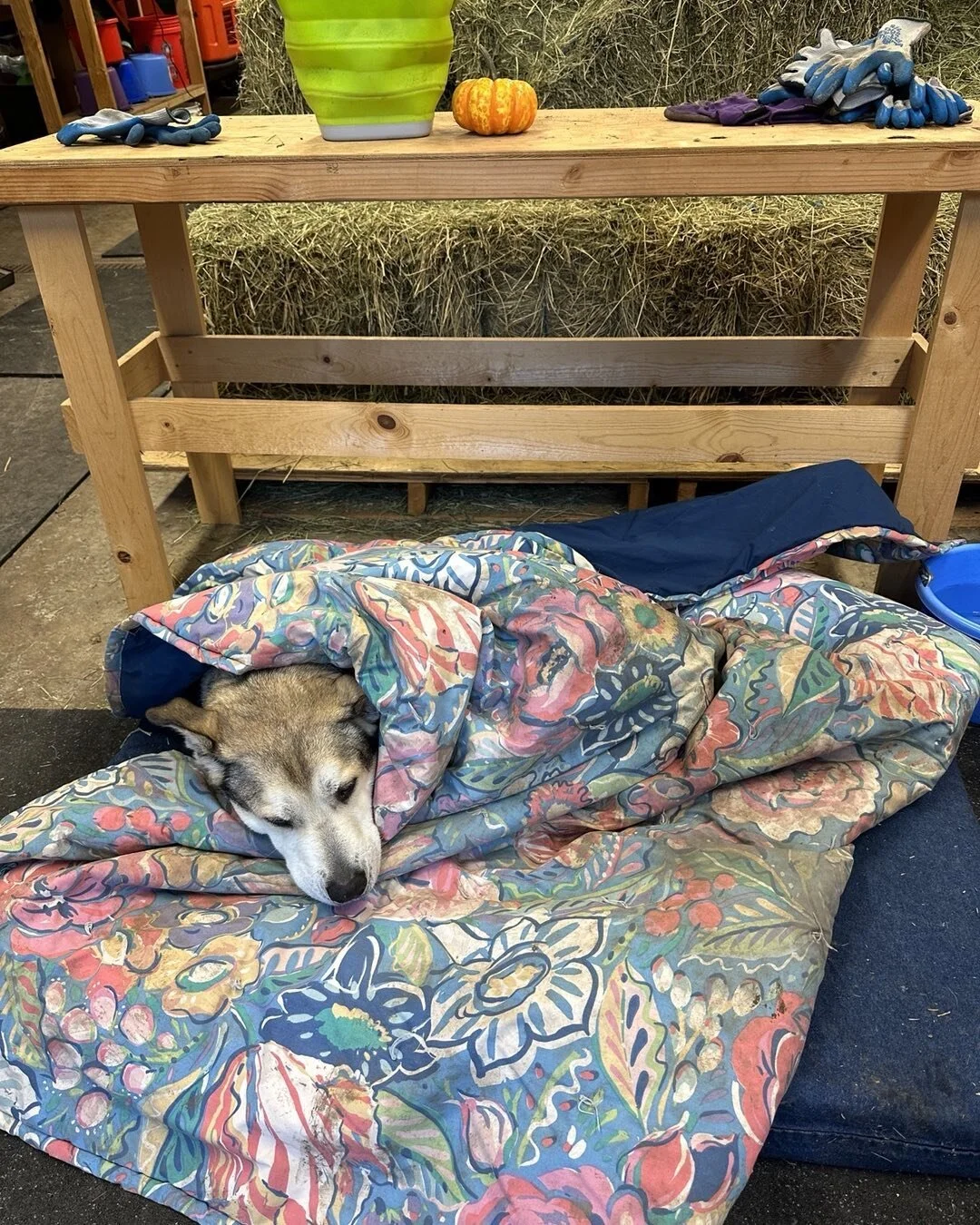 Heaven on Earth Animal Sanctuary Support — Heaven on Earth :: Animal ...