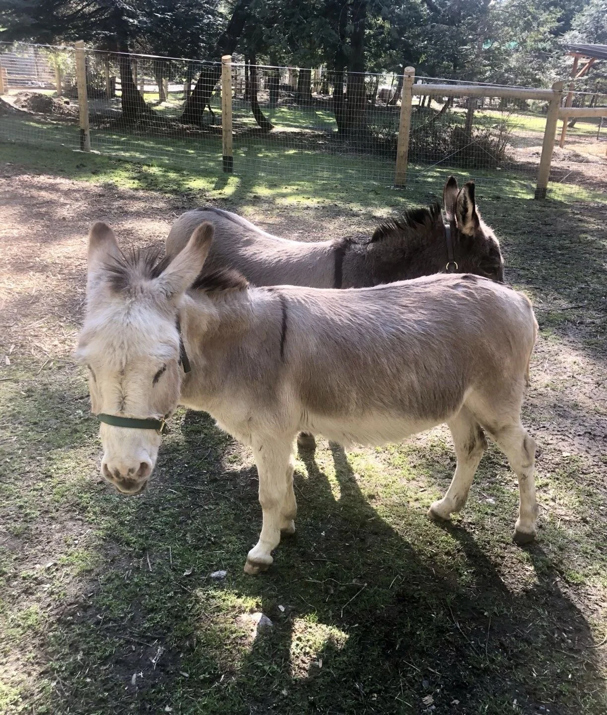 Heaven on Earth Animal Sanctuary Support — Heaven on Earth :: Animal ...