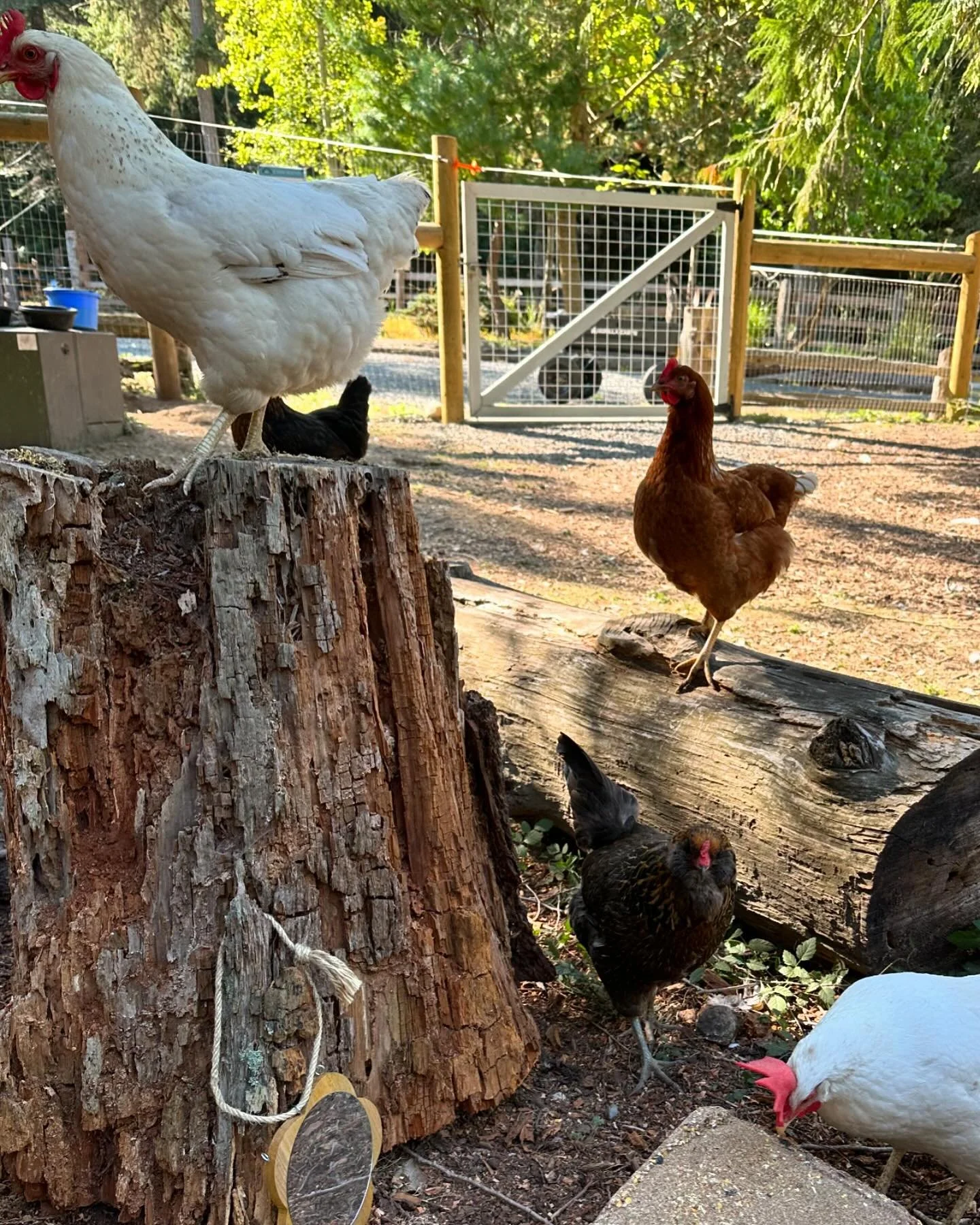 Heaven on Earth Animal Sanctuary Residents — Heaven on Earth :: Animal ...