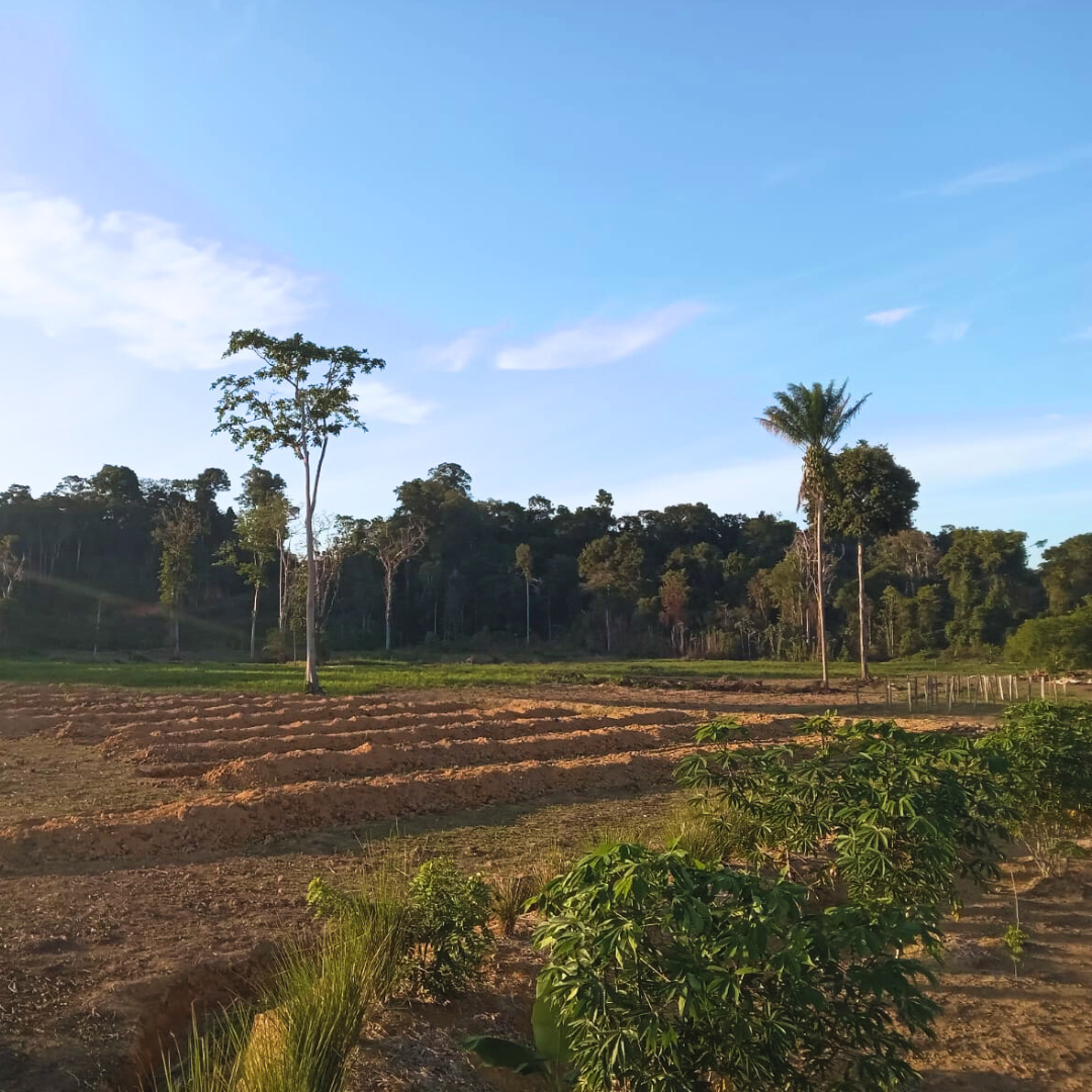 SVN’s Tractor Boosts Efficiency in the Suriname Reforestation Project ...