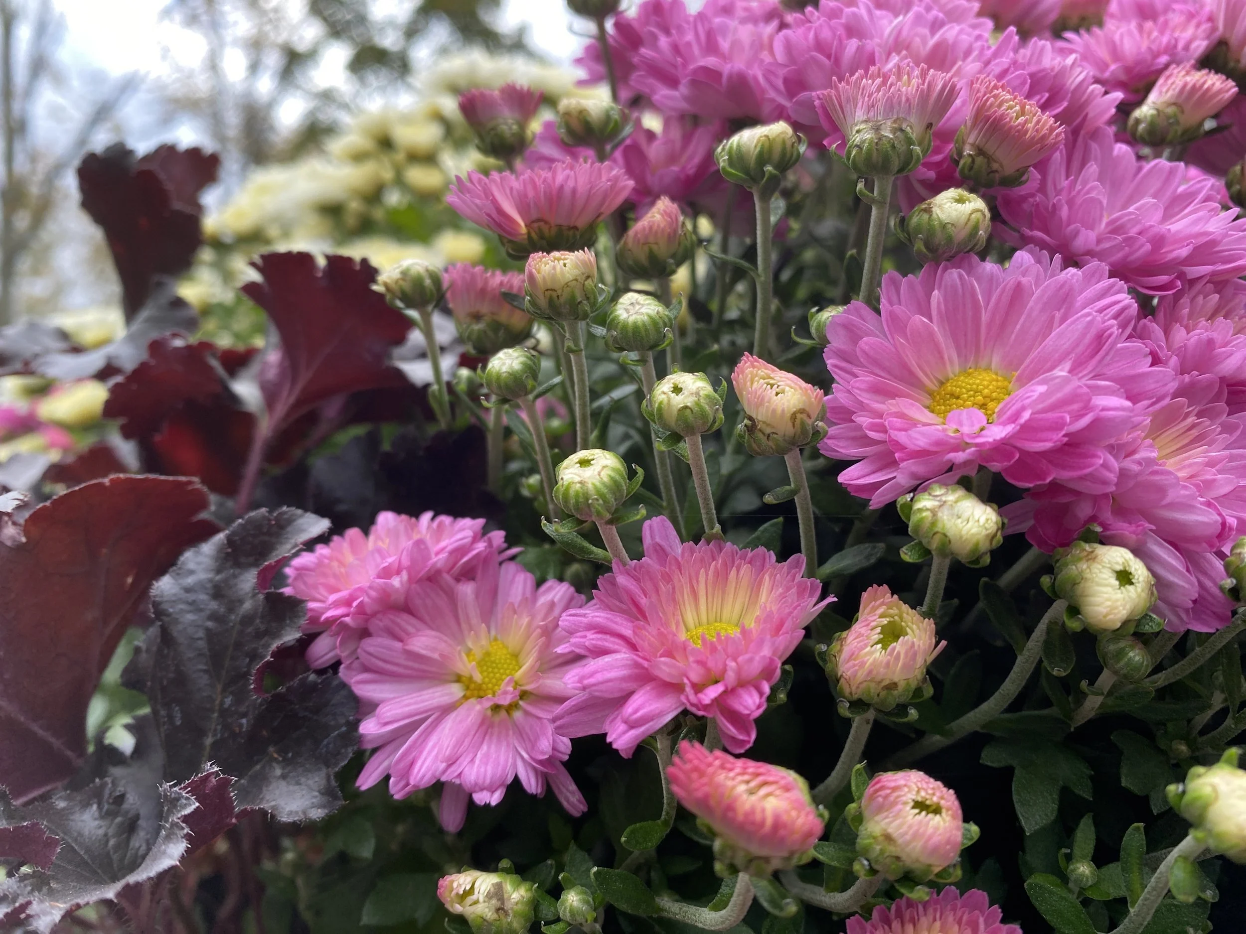 MELISSA WOOD LANDSCAPE ARCHITECT