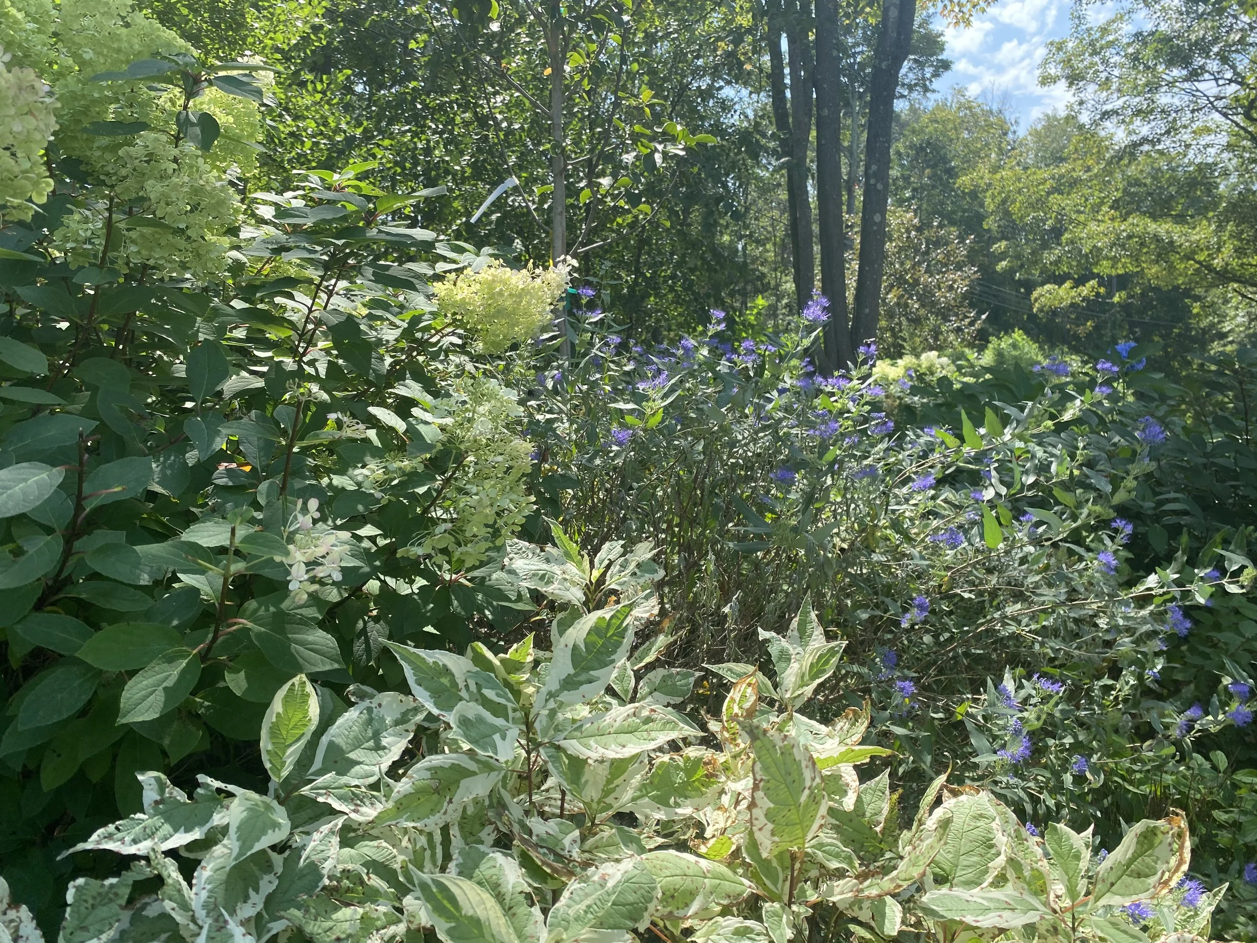 MELISSA WOOD LANDSCAPE ARCHITECT