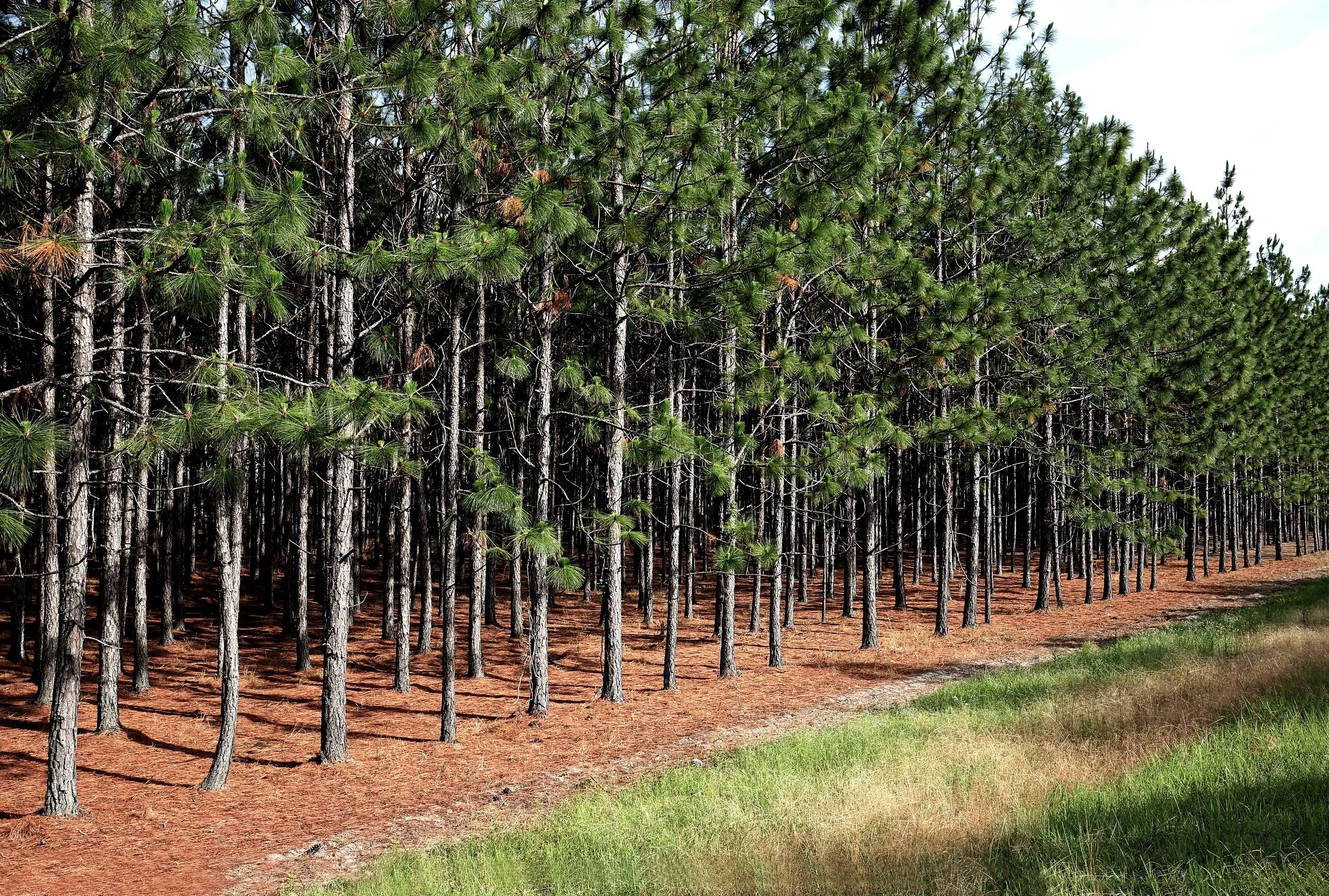 Southview Timberland Investments