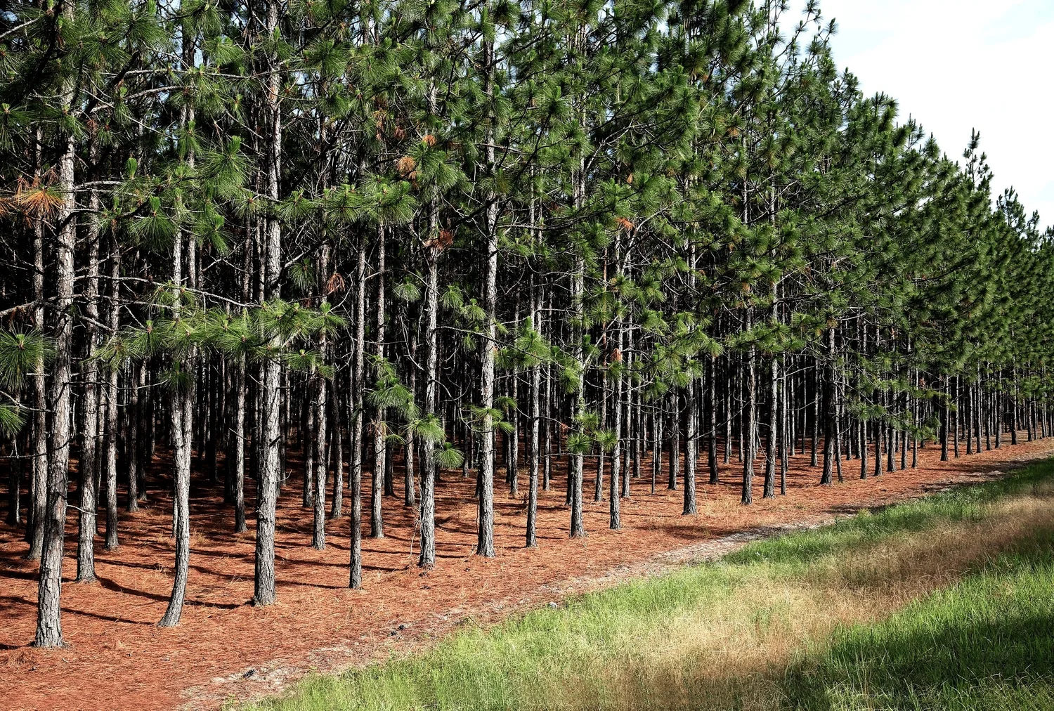 Southview Timberland Investments