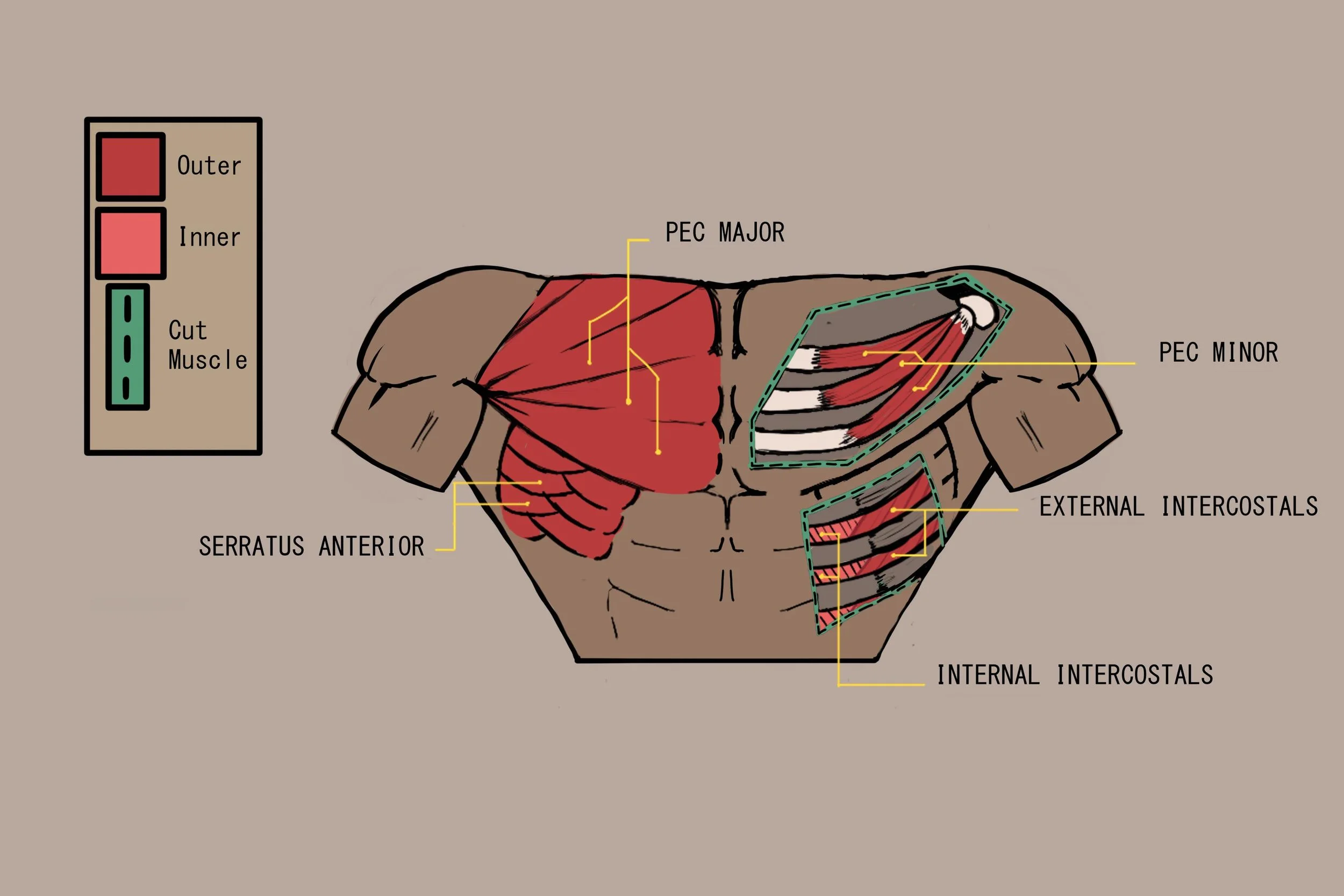 Desk worker recovery with myofascial rolling — Alana Rigby