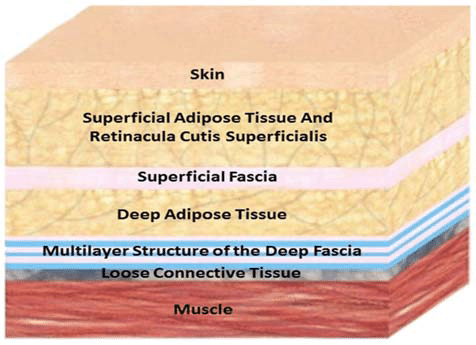 The physiology of myofascial release — Alana Rigby