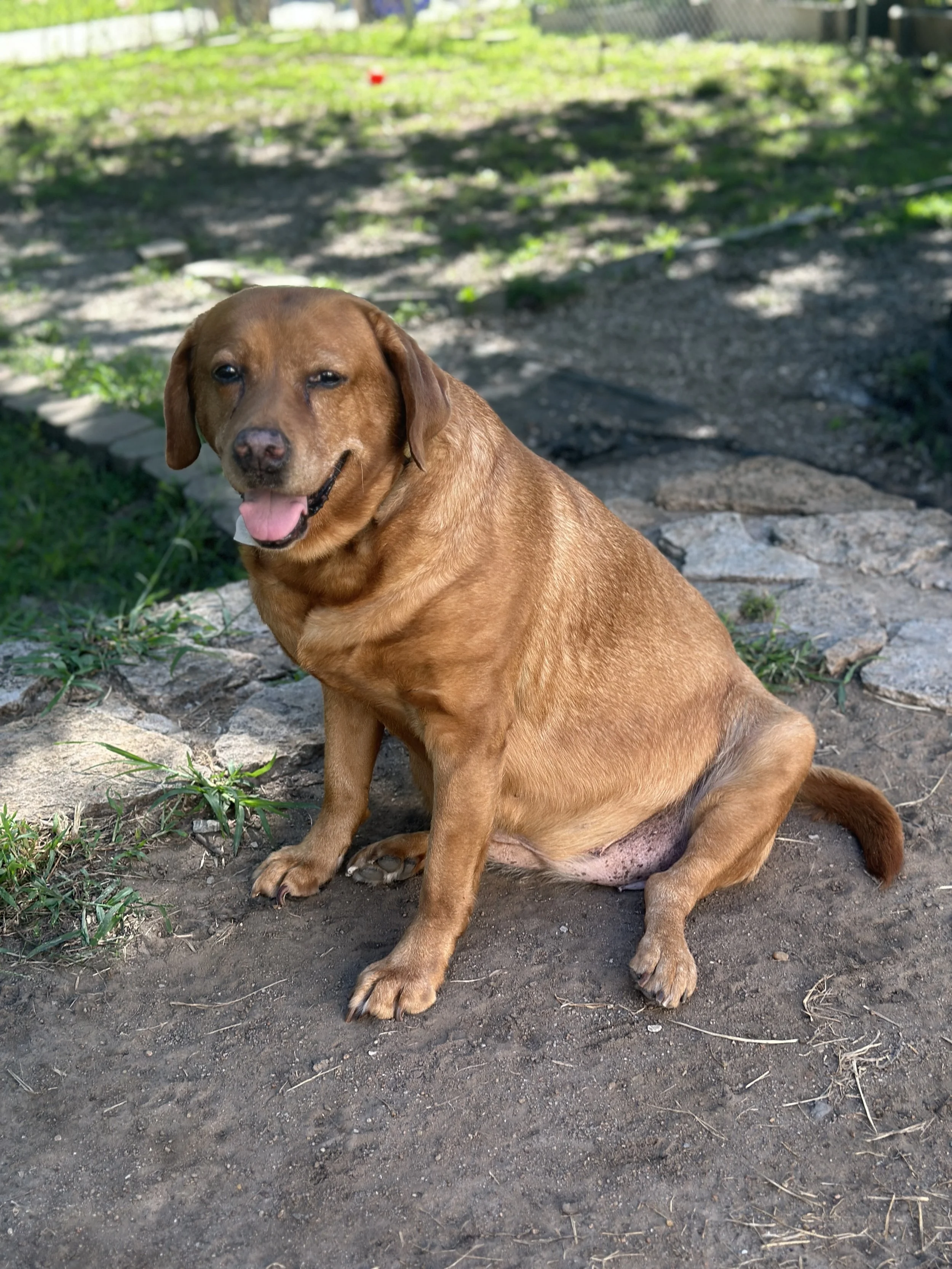 Team — The Clever Dog School