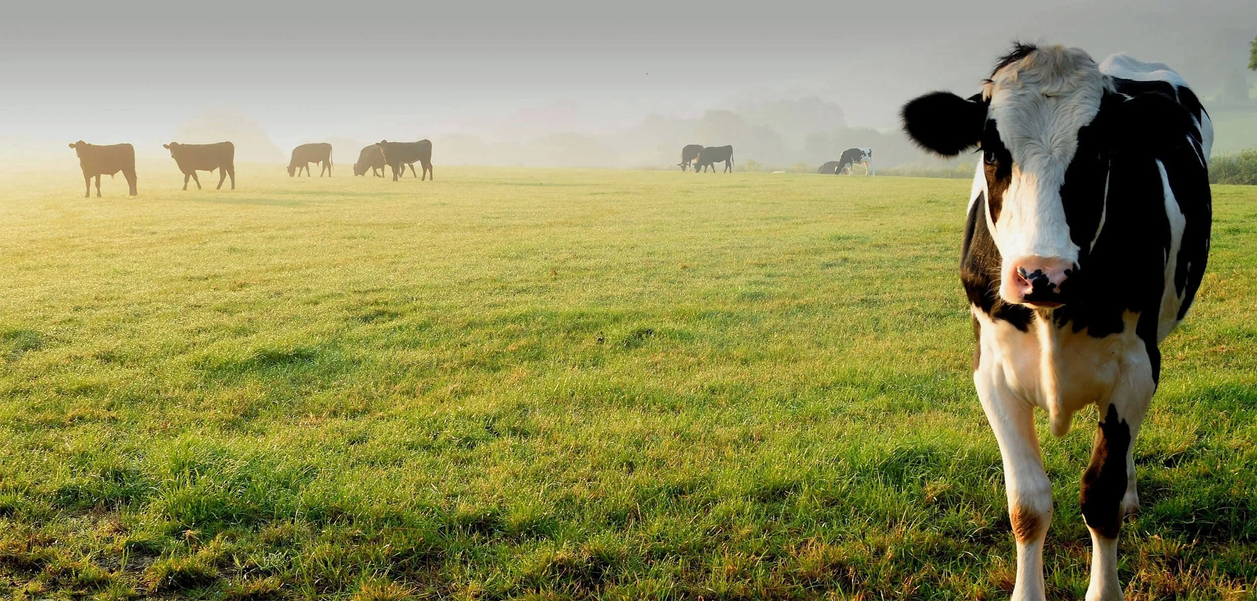 Nui Marketplace — Nui Markets