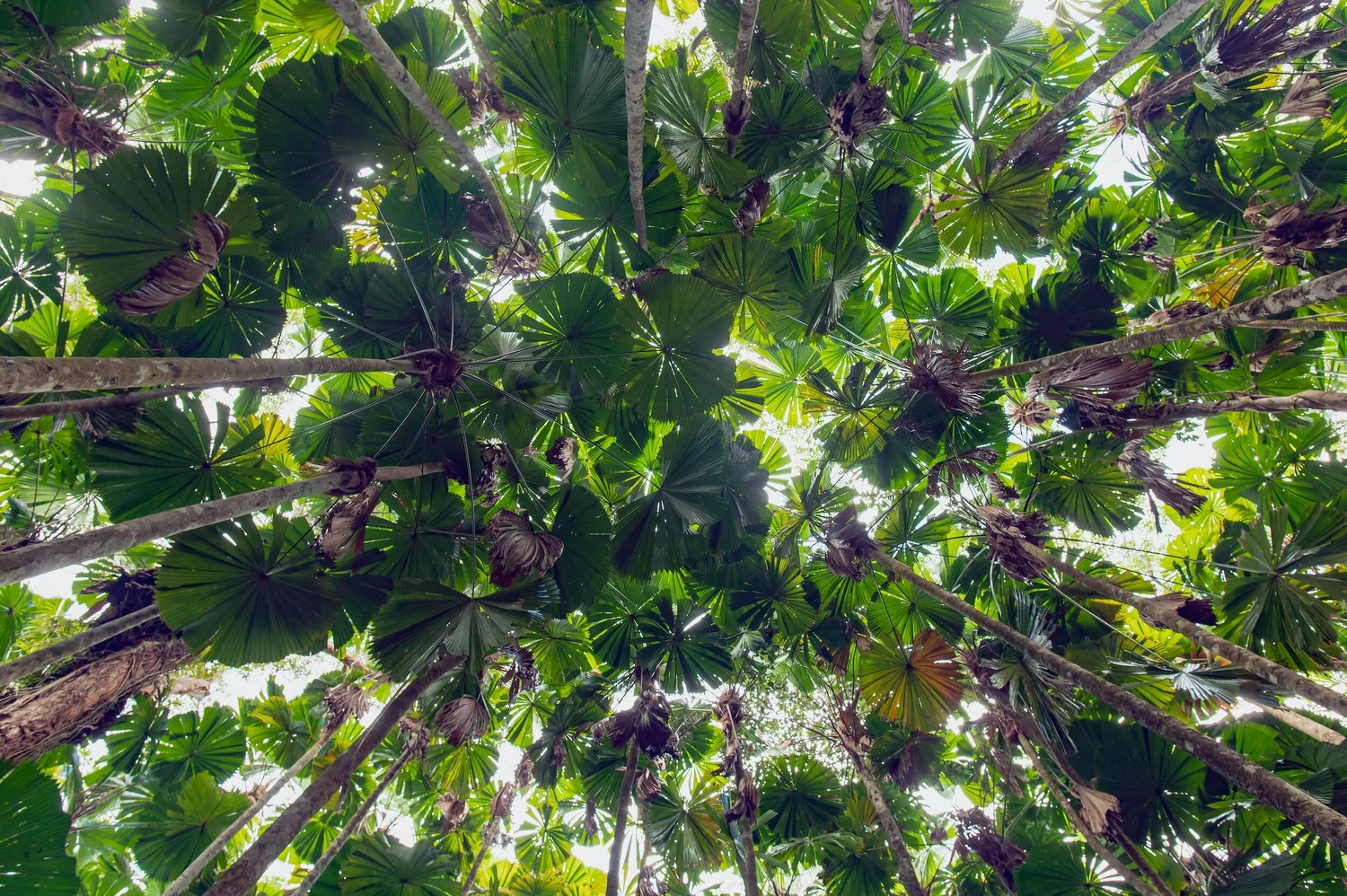 > Trees of the Daintree — Rainforest Conservation Foundation